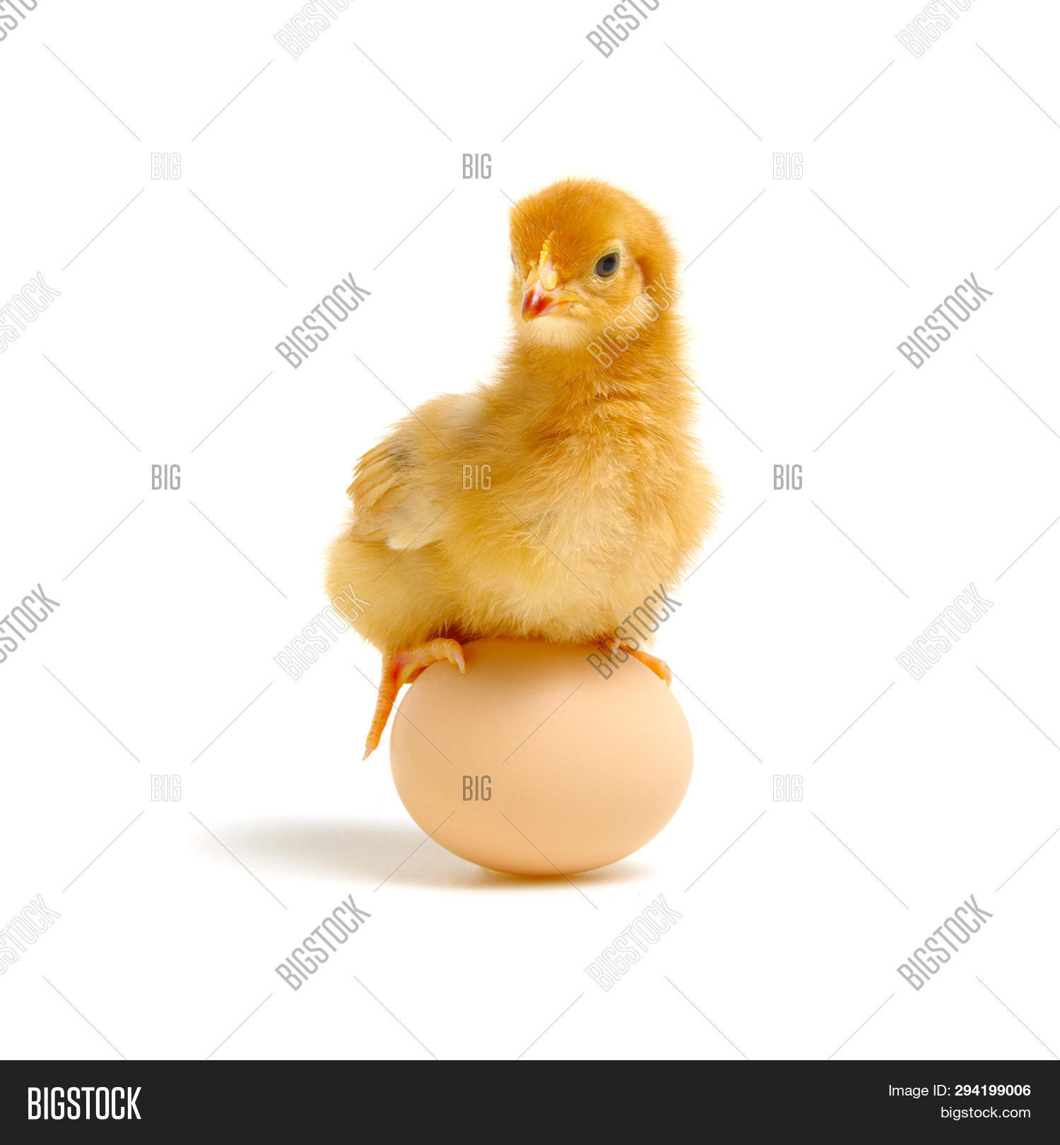 Chick Egg Isolated On Image & Photo (Free Trial) | Bigstock