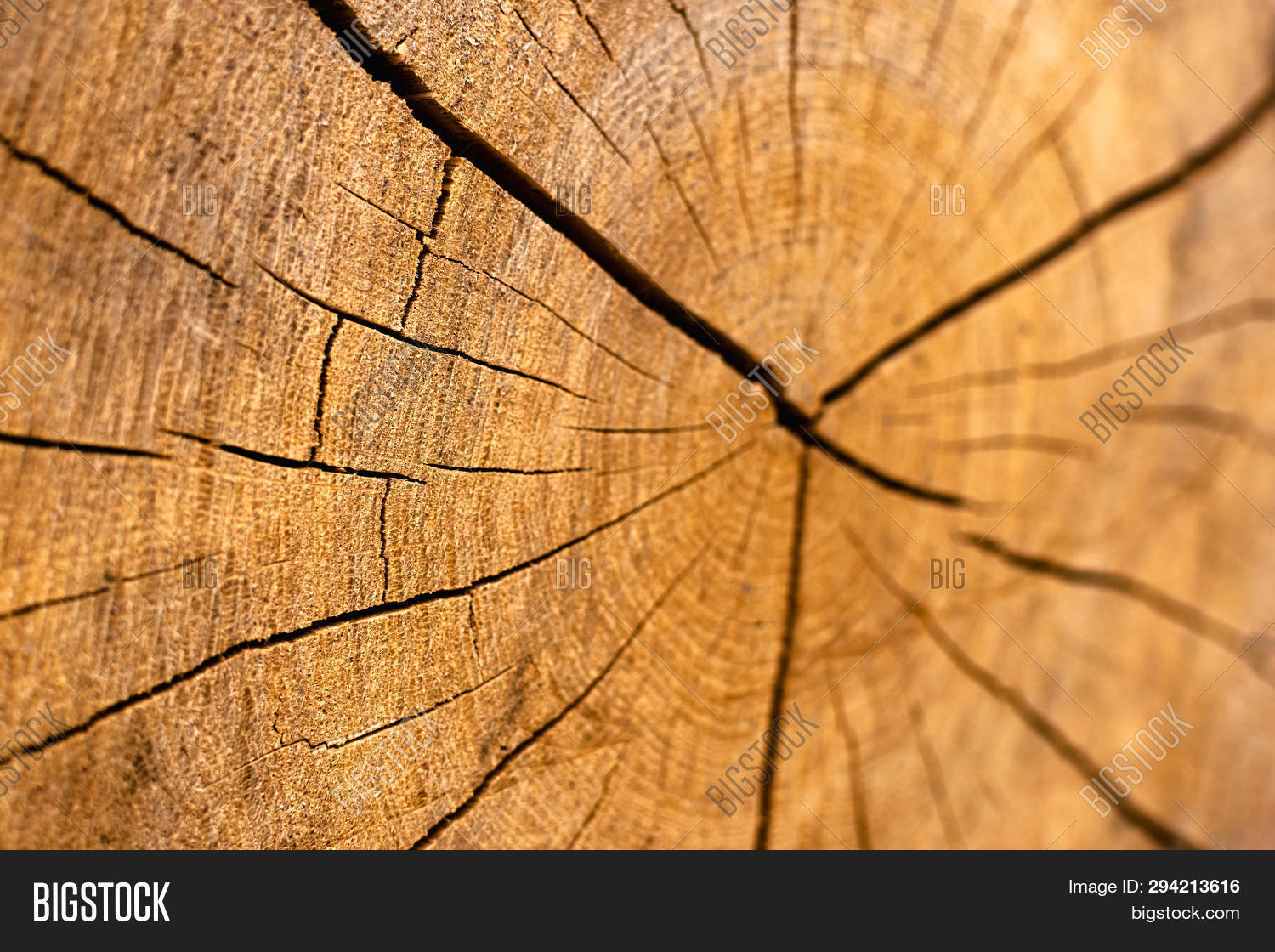 Cross Section Dry Image & Photo (Free Trial) | Bigstock