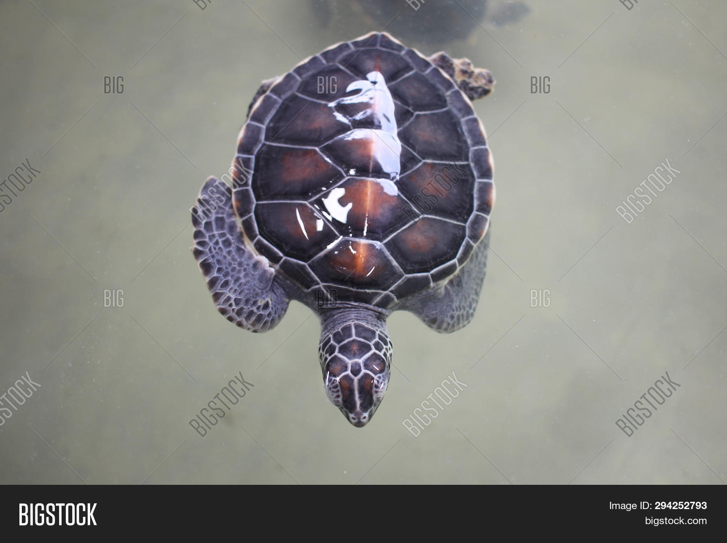 Top View Swimming Image & Photo (Free Trial) | Bigstock