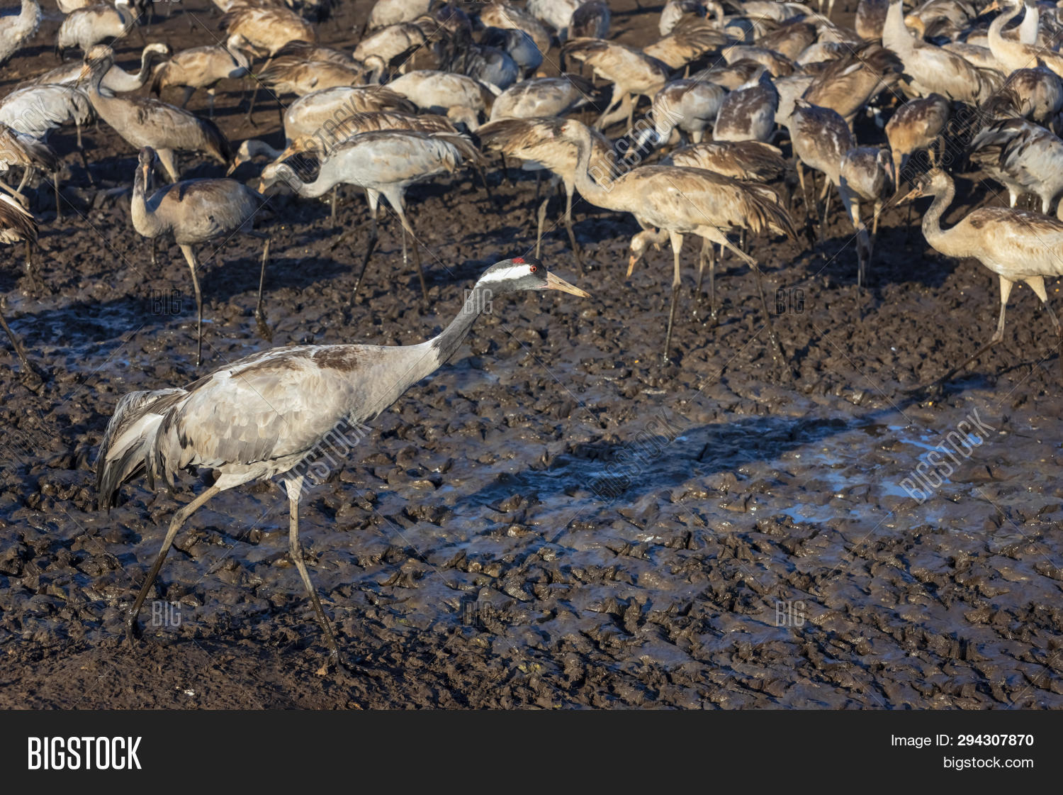 Common Crane Birds Image & Photo (Free Trial) | Bigstock