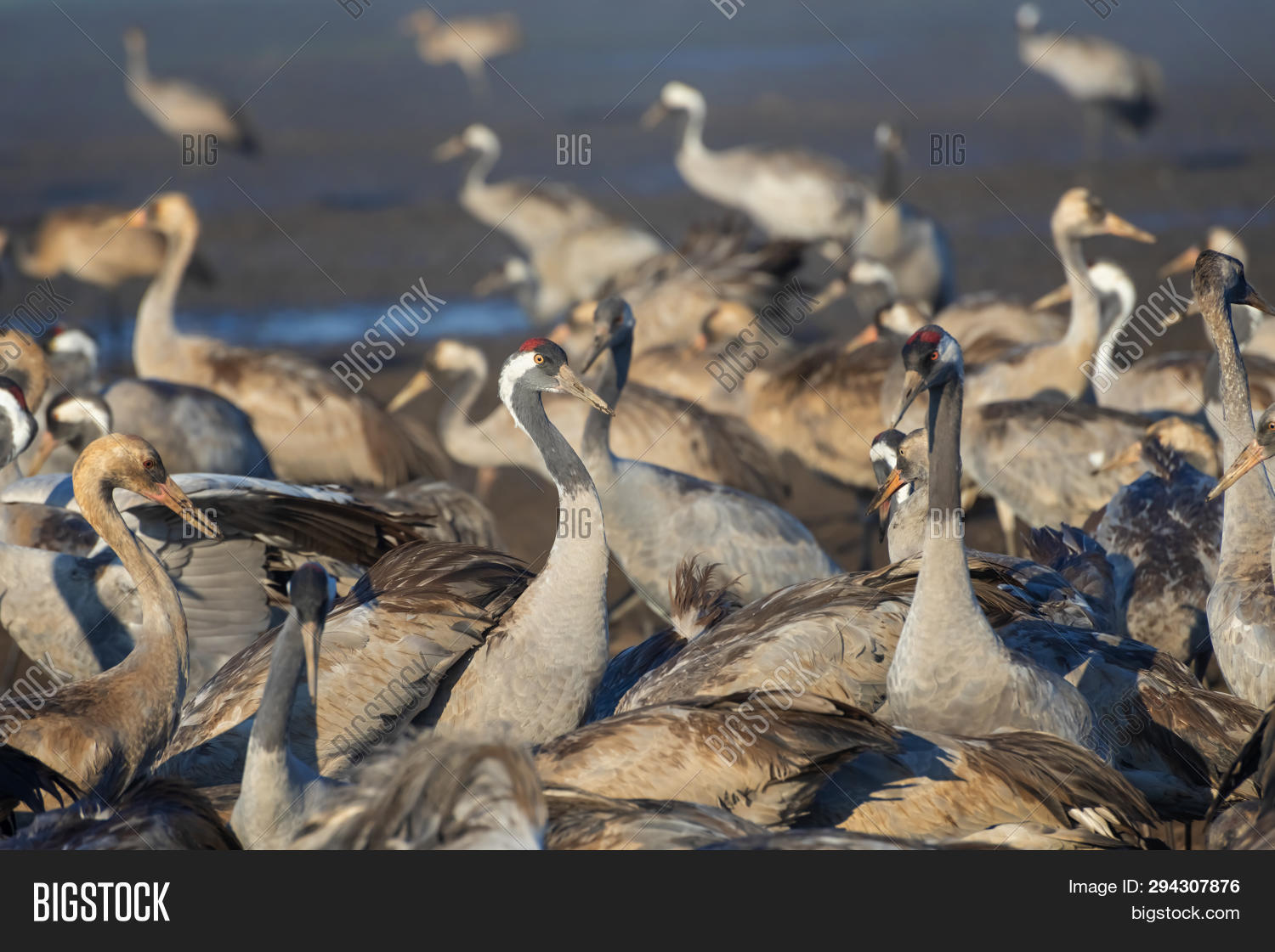 Common Crane Birds Image & Photo (Free Trial) | Bigstock