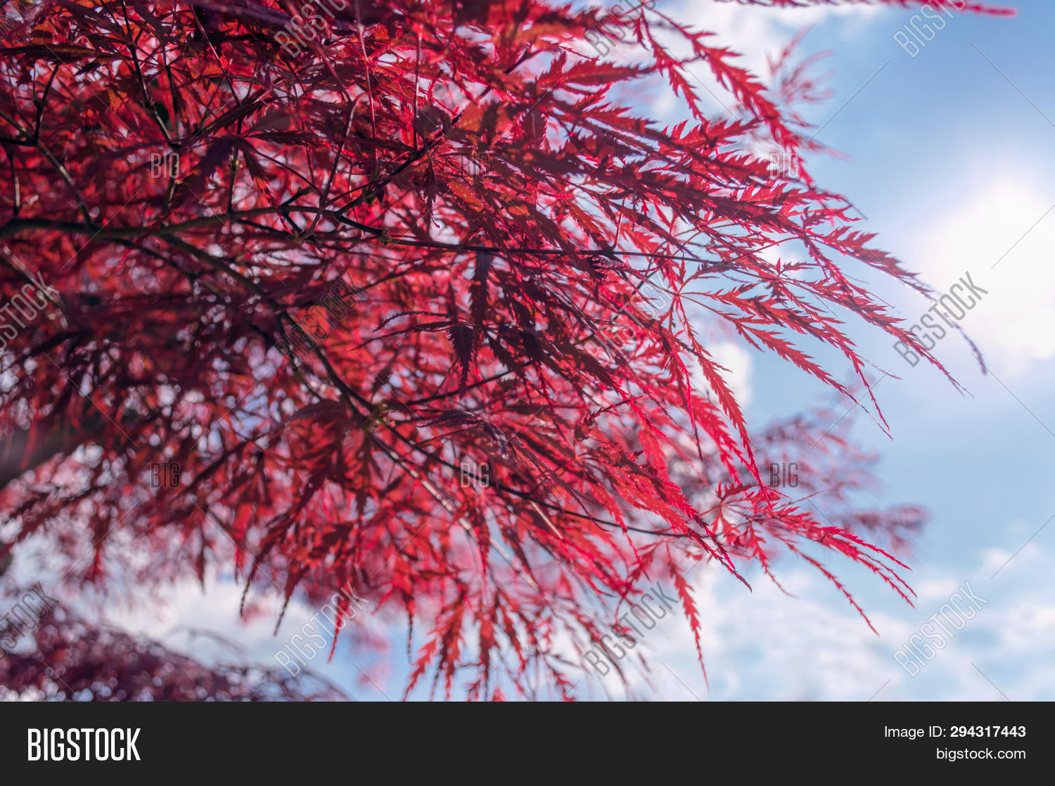 Beautiful Branches Red Image & Photo (Free Trial) | Bigstock
