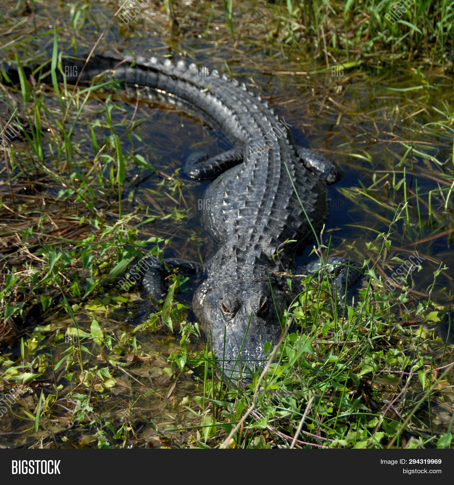 American Alligator Image & Photo (Free Trial) | Bigstock
