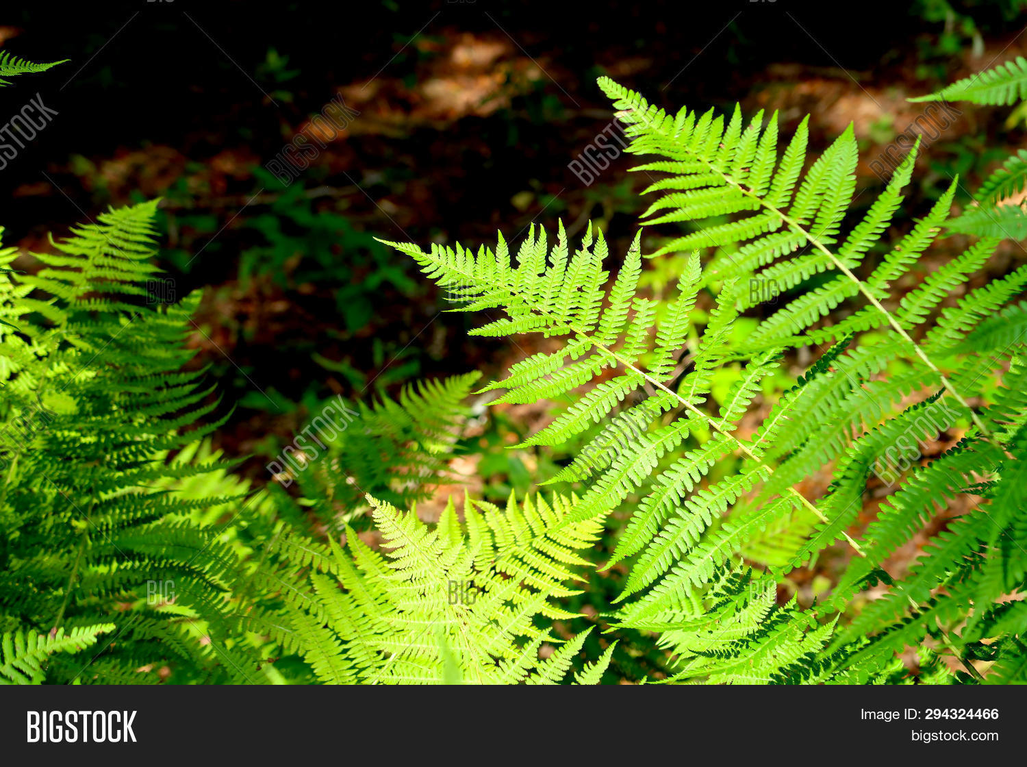Beautiful Ferns Leaf Image & Photo (Free Trial) | Bigstock