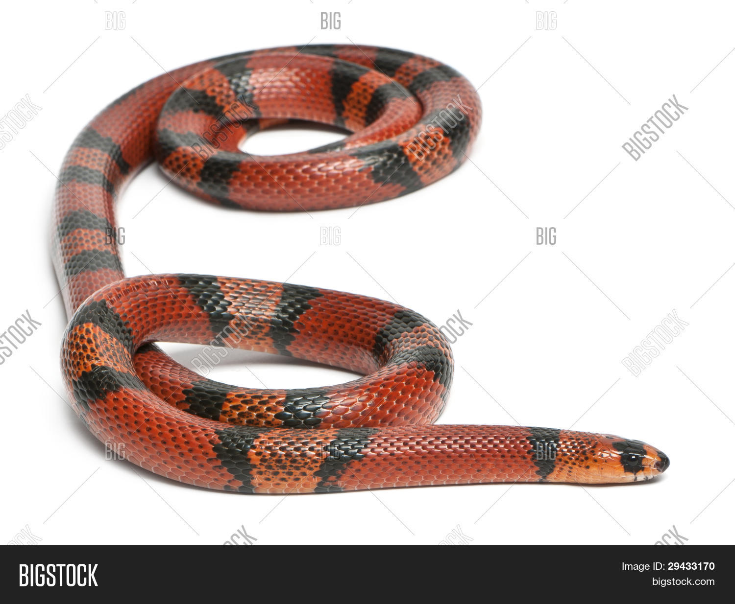 ภาพและภาพถ่าย (ทดลองใช้ฟรี) | Bigstock