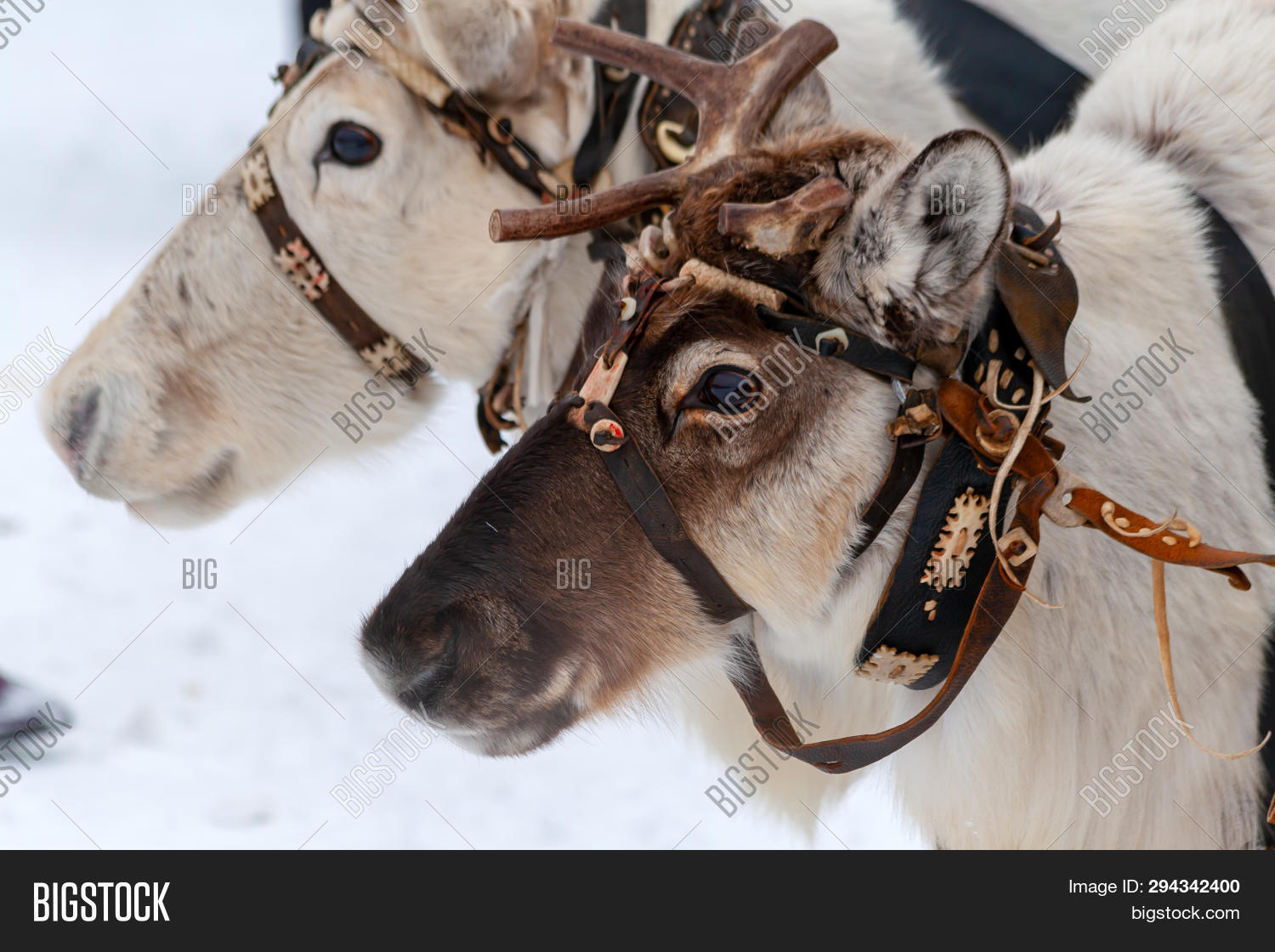 Team Reindeers. Head Image & Photo (Free Trial) | Bigstock