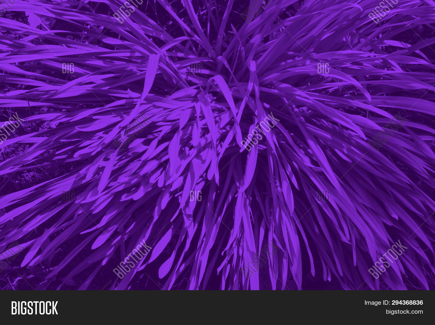 Flash Purple Color Image & Photo (Free Trial) | Bigstock