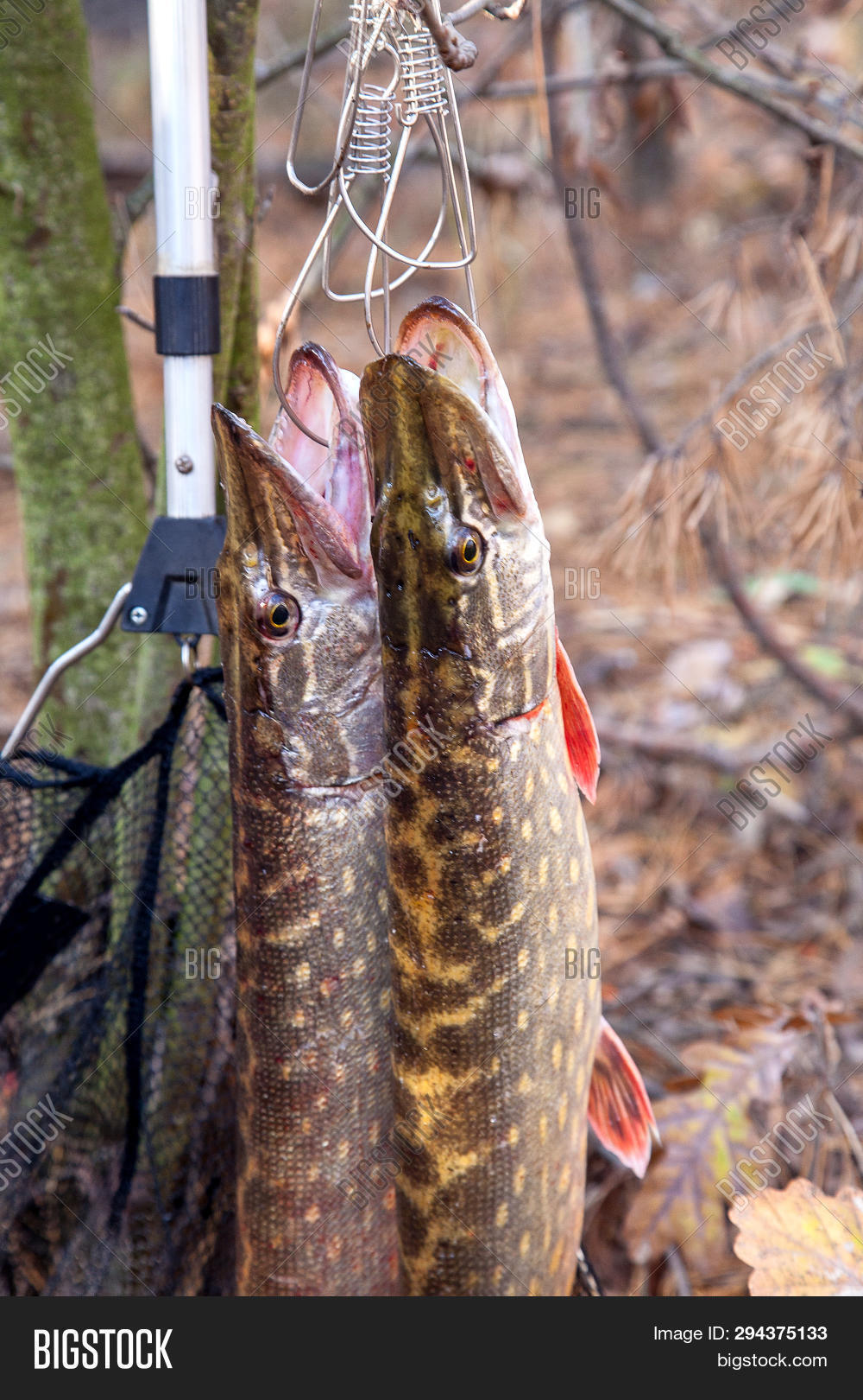 Freshwater Pike Fish. Image & Photo (Free Trial) | Bigstock