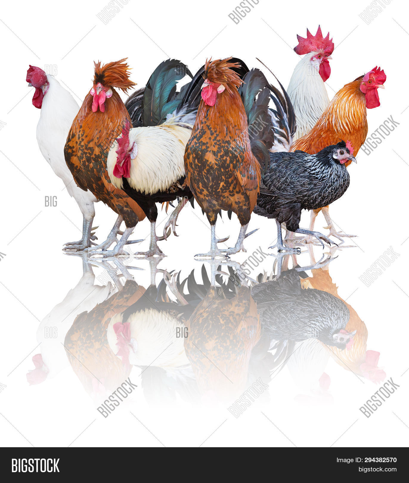 Group Roosters Image & Photo (Free Trial) | Bigstock