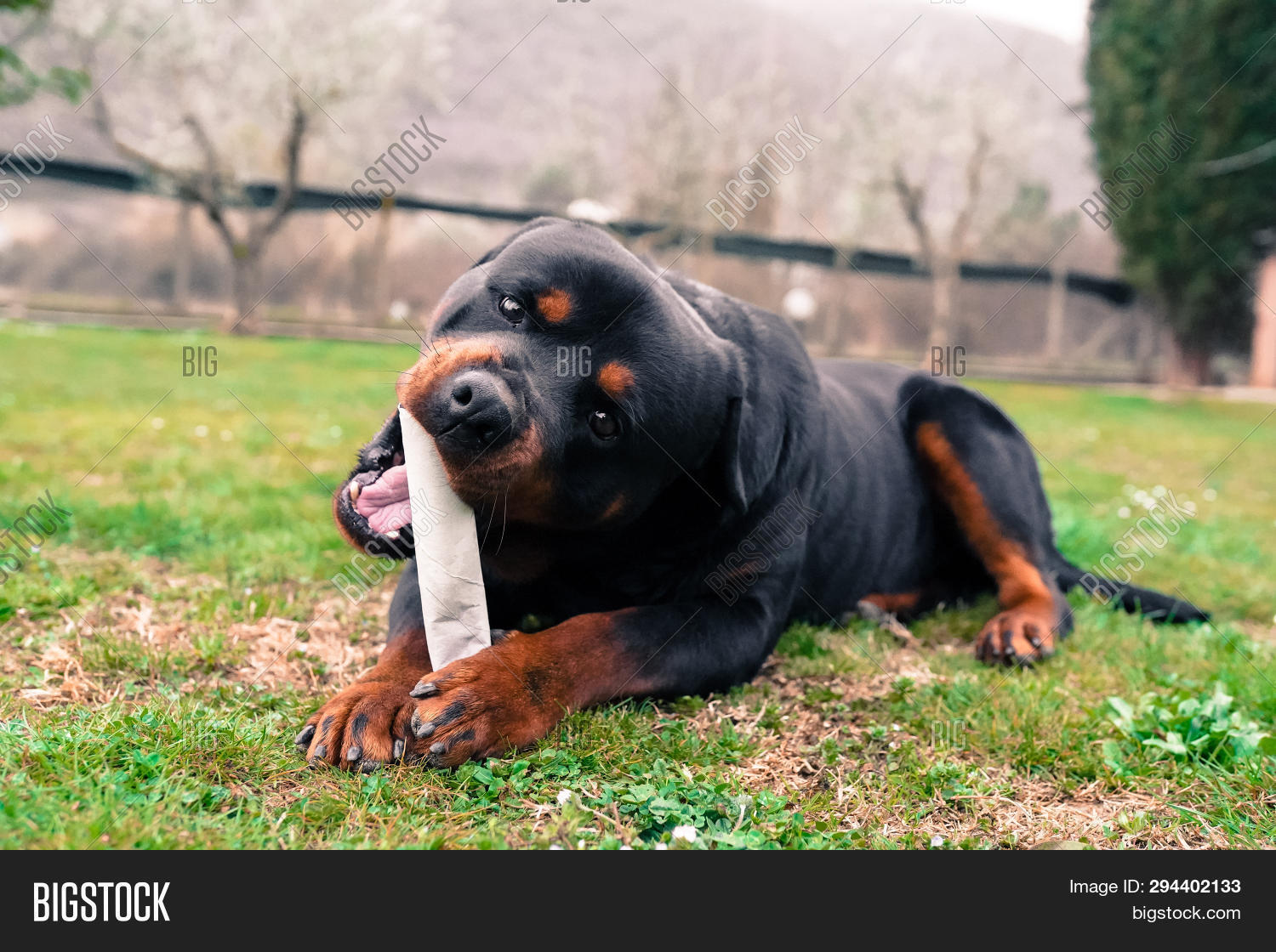 Funny Rottweiler Puppy Image & Photo (Free Trial) | Bigstock