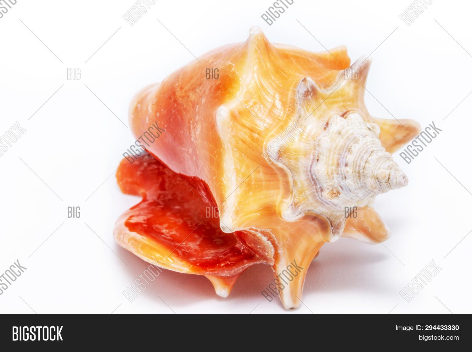Large Orange Sea Shell Image & Photo (Free Trial) | Bigstock