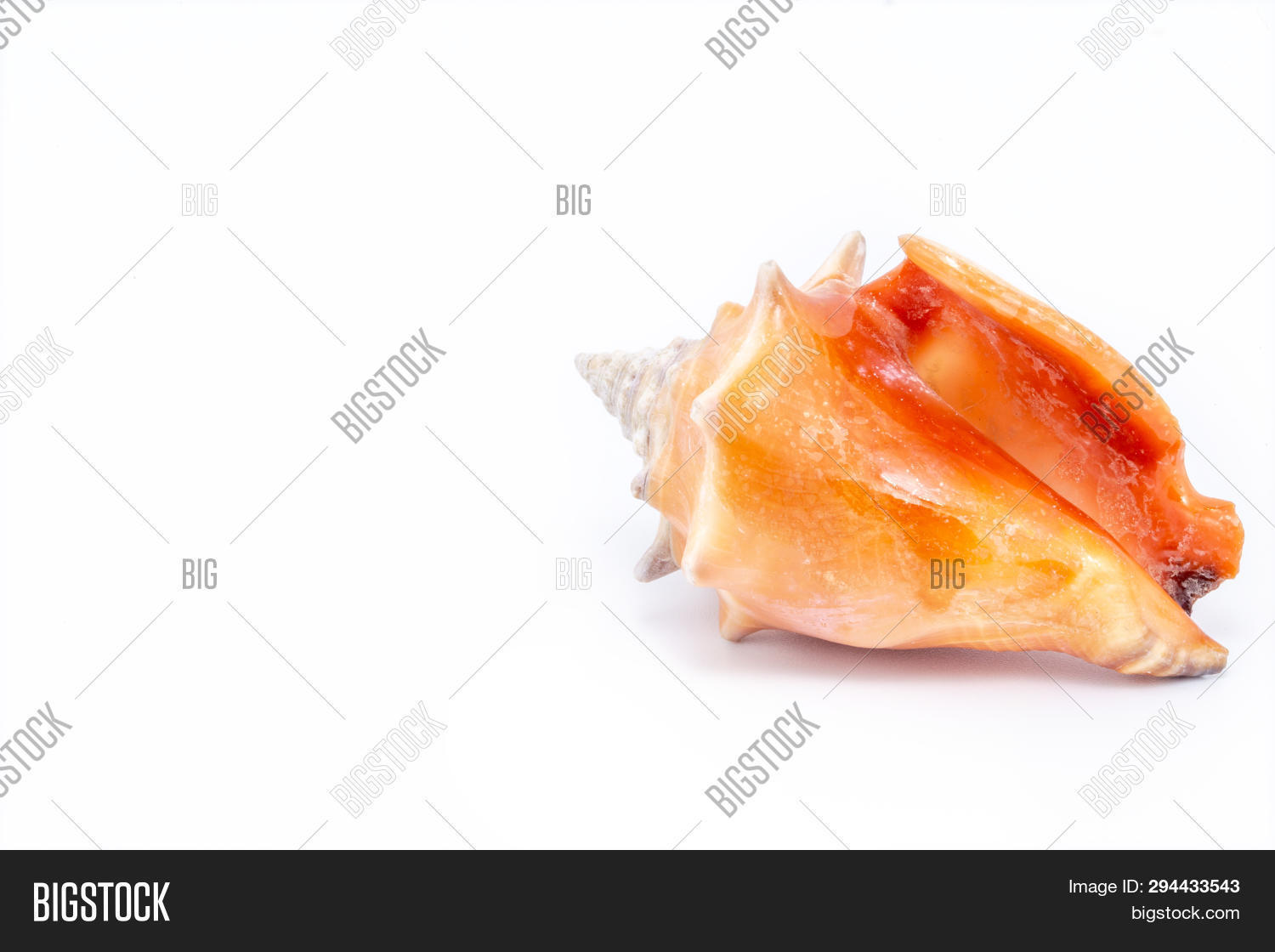 Large Orange Sea Shell Image & Photo (Free Trial) | Bigstock