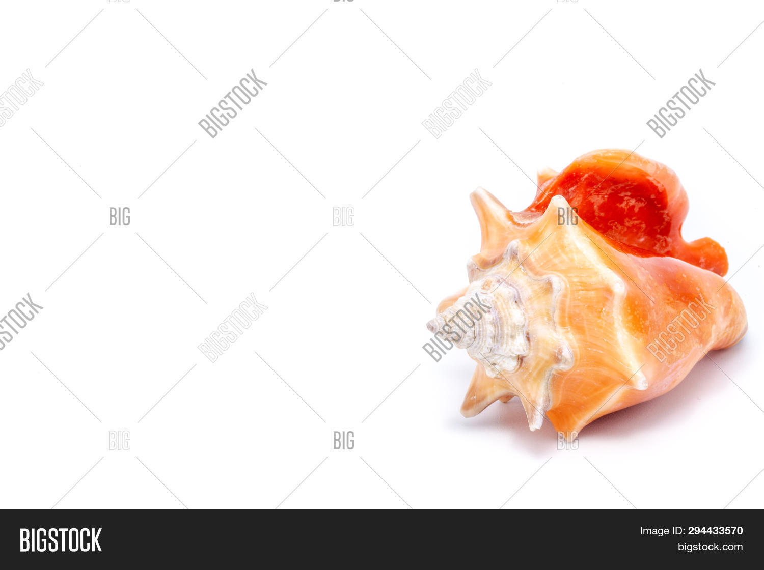 Large Orange Sea Shell Image & Photo (Free Trial) | Bigstock