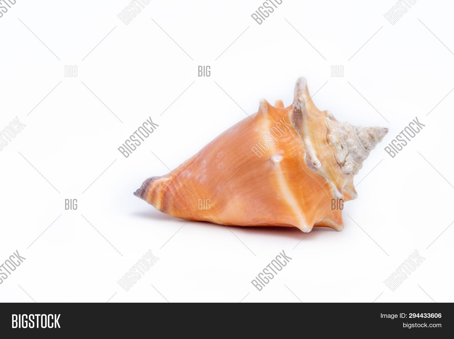 Large Orange Sea Shell Image & Photo (Free Trial) | Bigstock