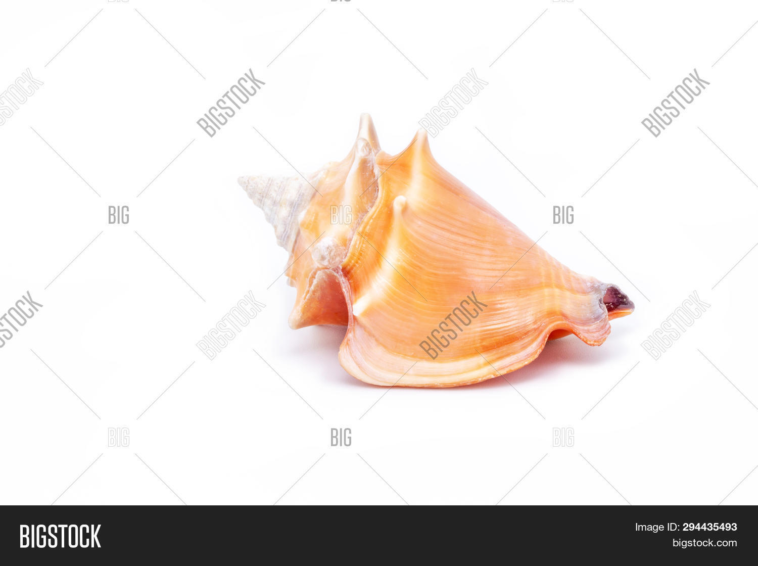 Large Orange Sea Shell Image & Photo (Free Trial) | Bigstock