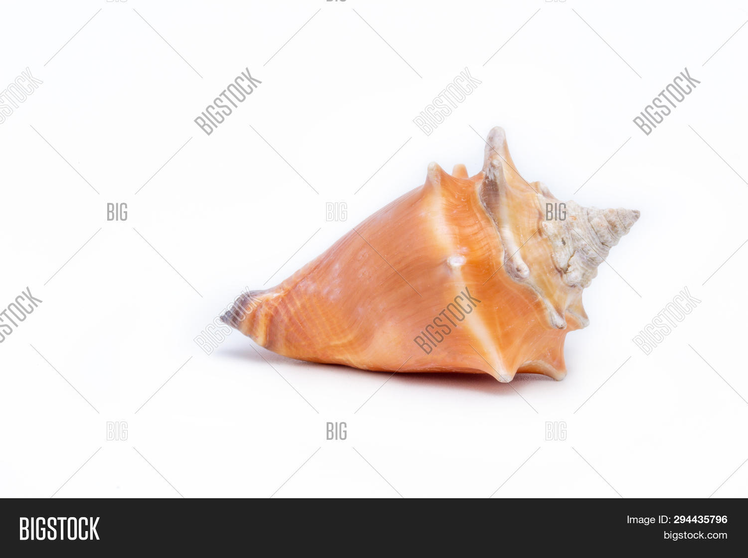 Large Orange Sea Shell Image & Photo (Free Trial) | Bigstock