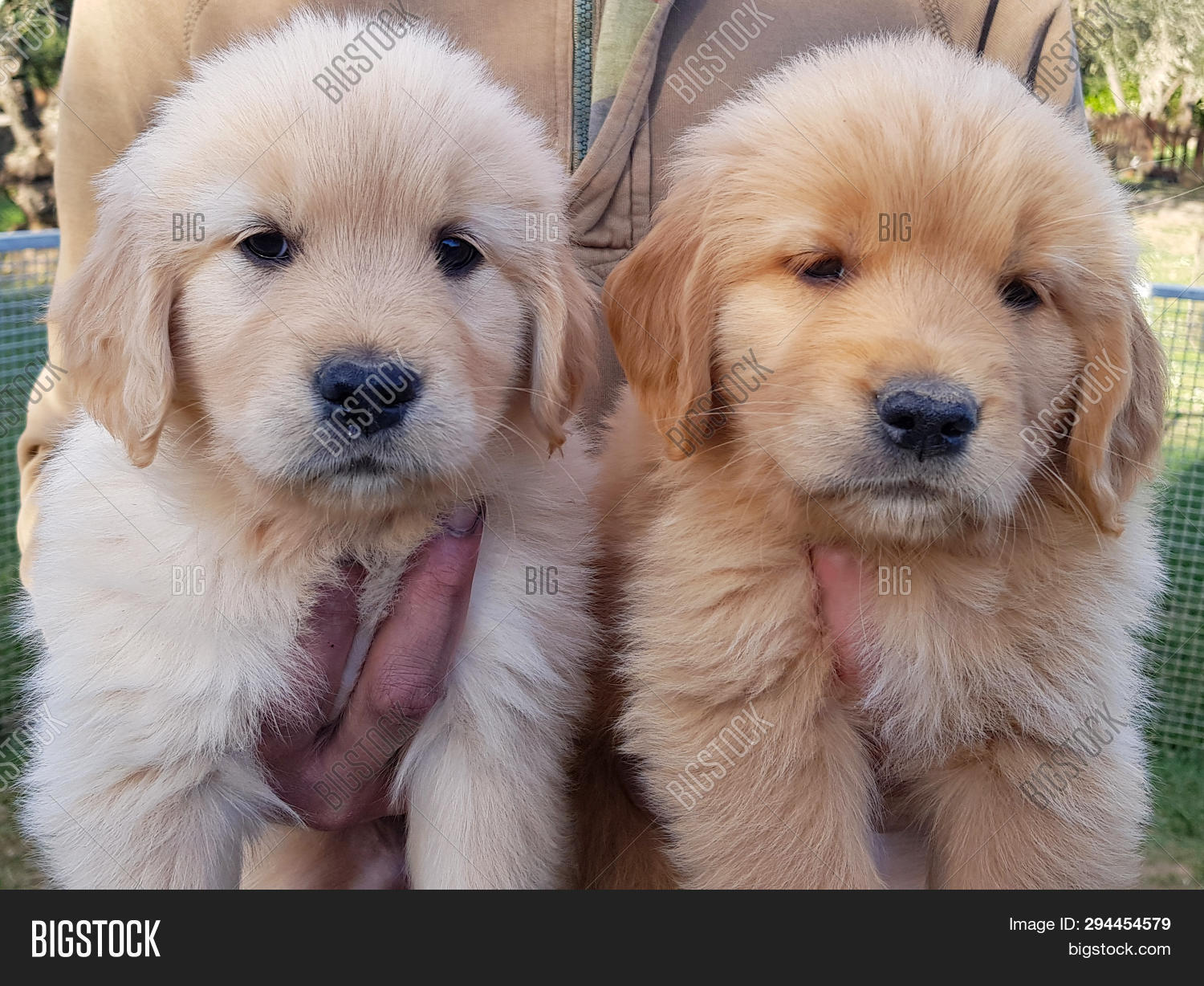 Are Golden Retrievers Better In Pairs