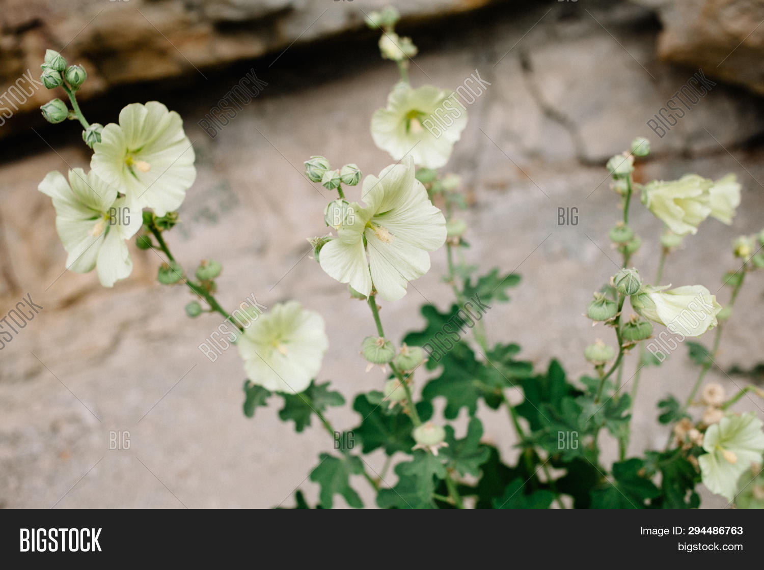 Beautiful Flowers Image & Photo (Free Trial) | Bigstock