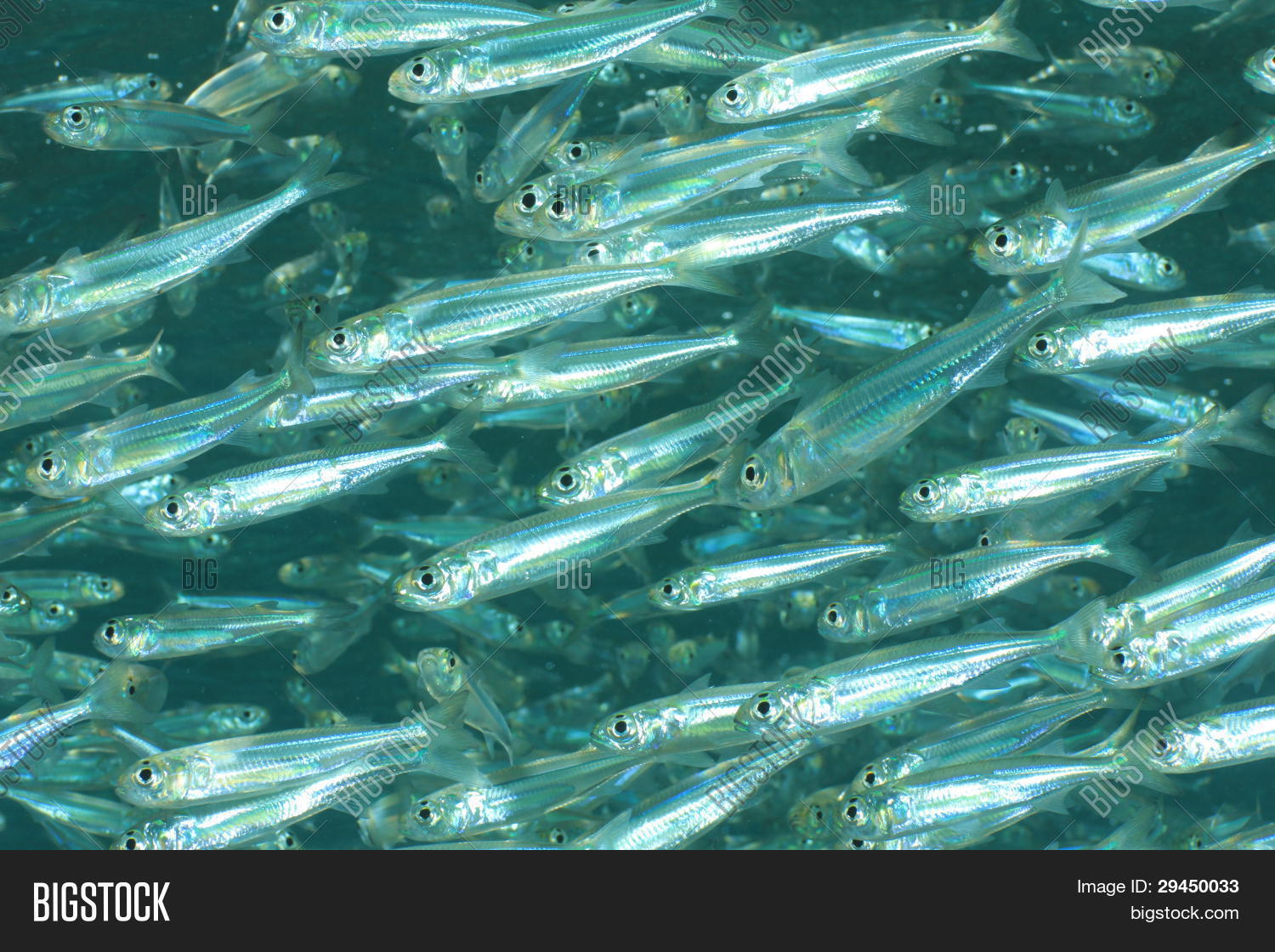 Sardine Baitfish Image & Photo (Free Trial) | Bigstock