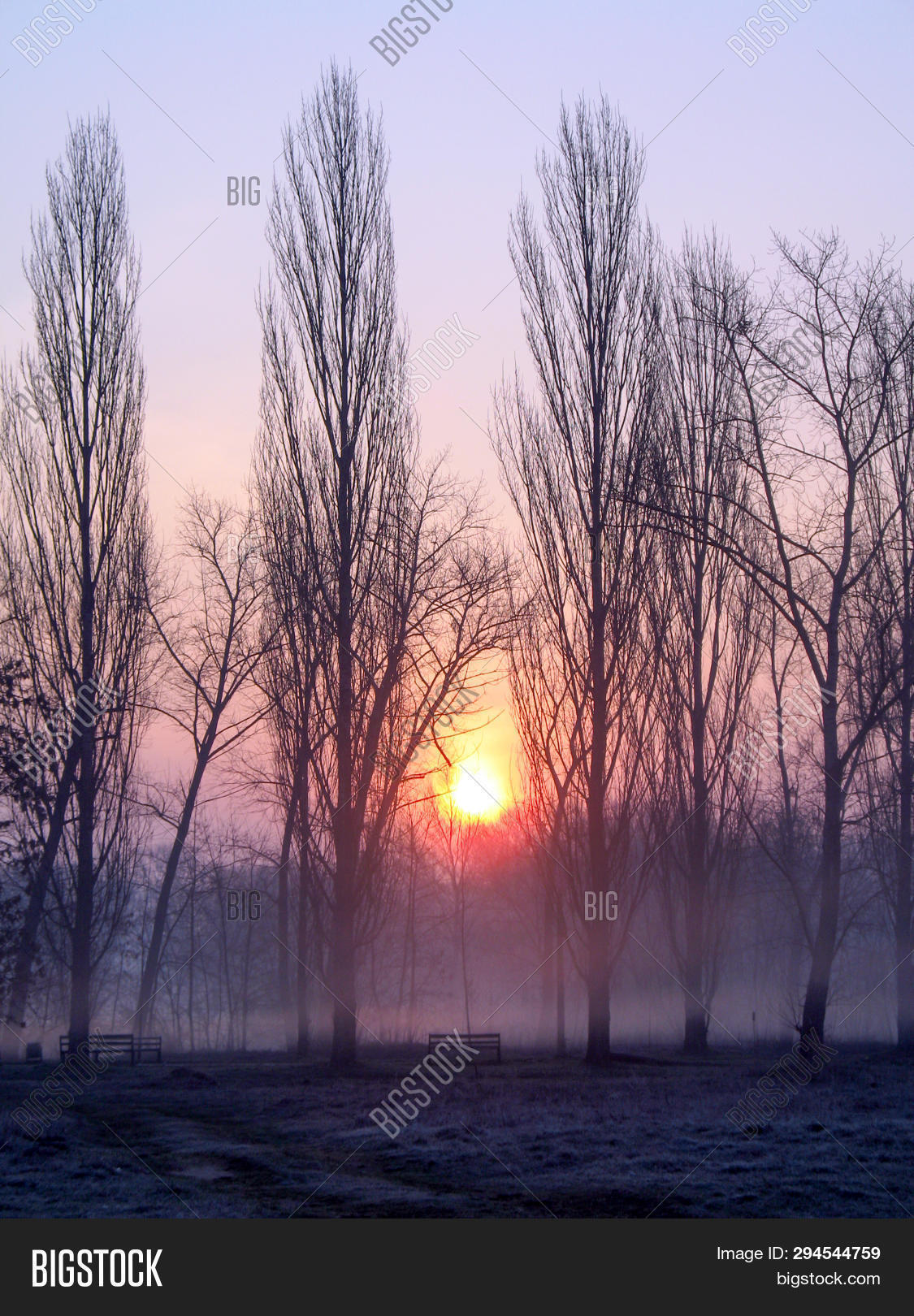 Sunrise Over Trees Image & Photo (Free Trial) | Bigstock