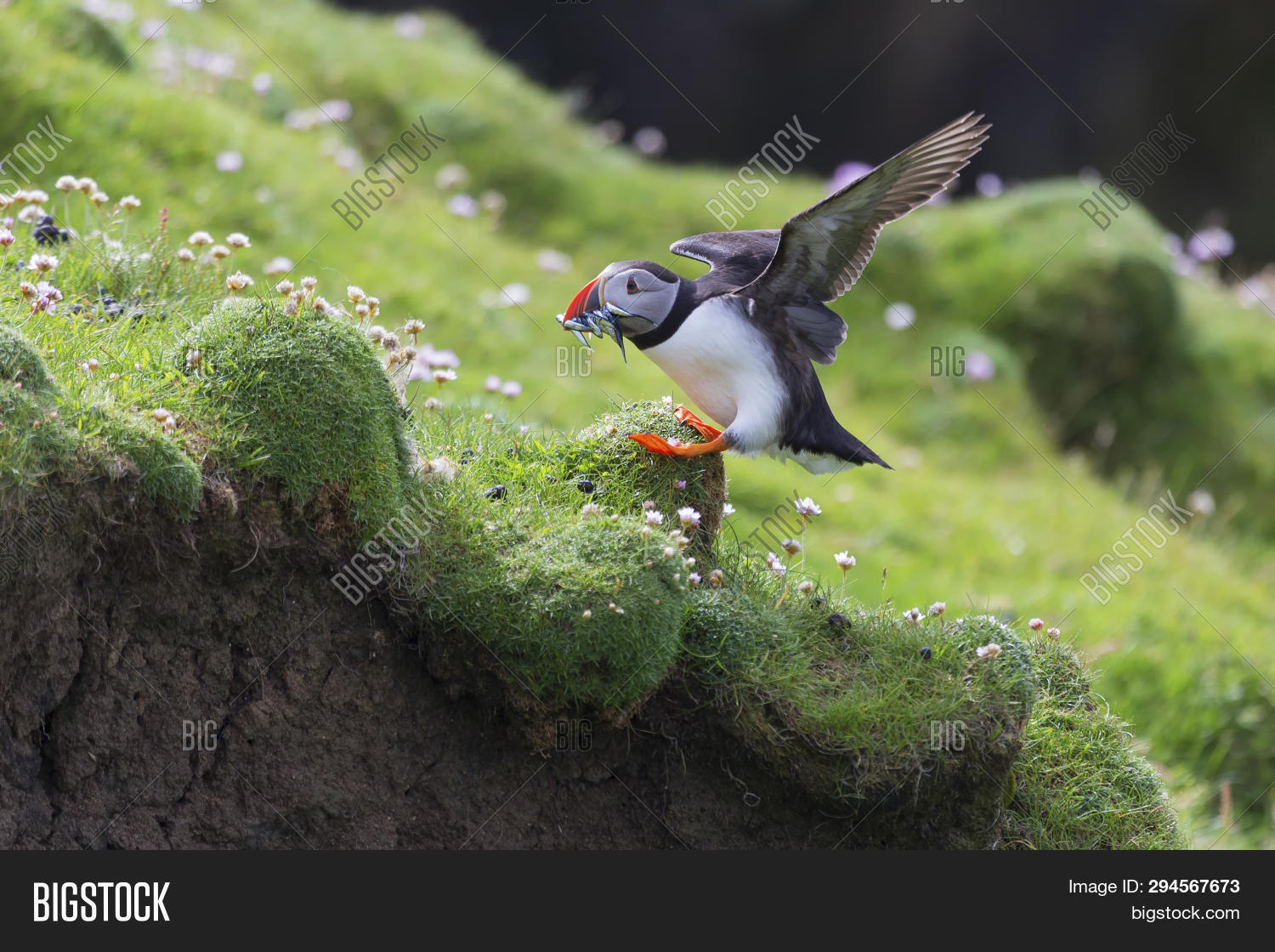Puffin Bringing Fish Image & Photo (Free Trial) | Bigstock