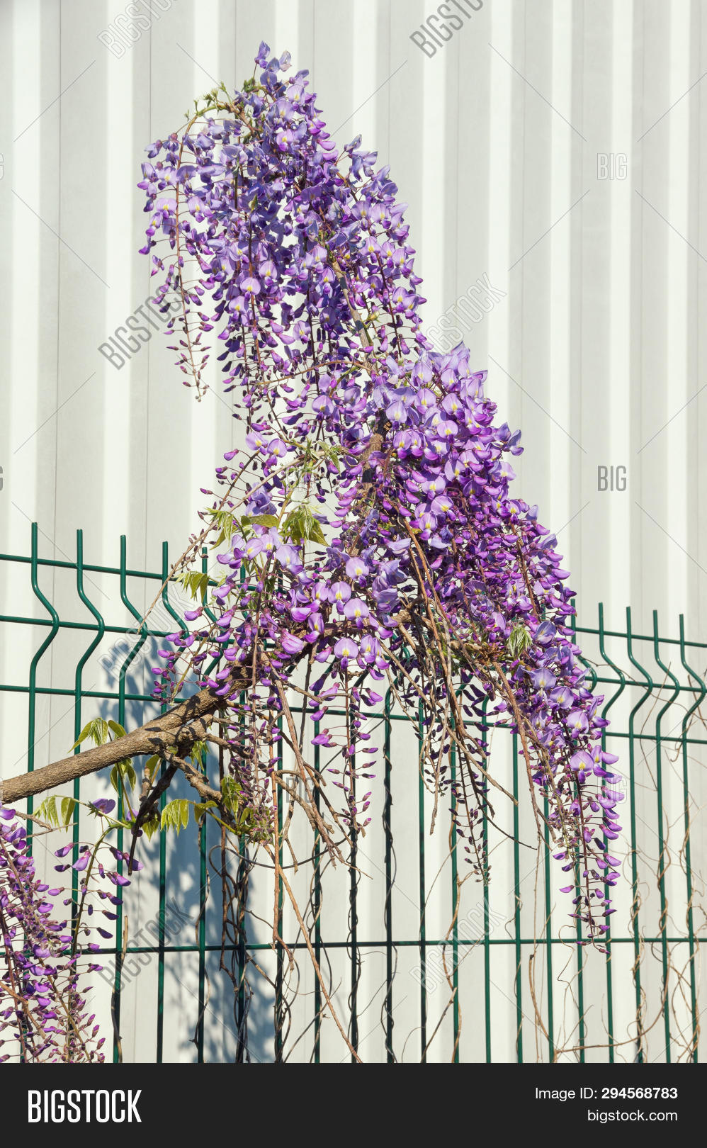 Spring Flowers. Branch Image & Photo (Free Trial) | Bigstock