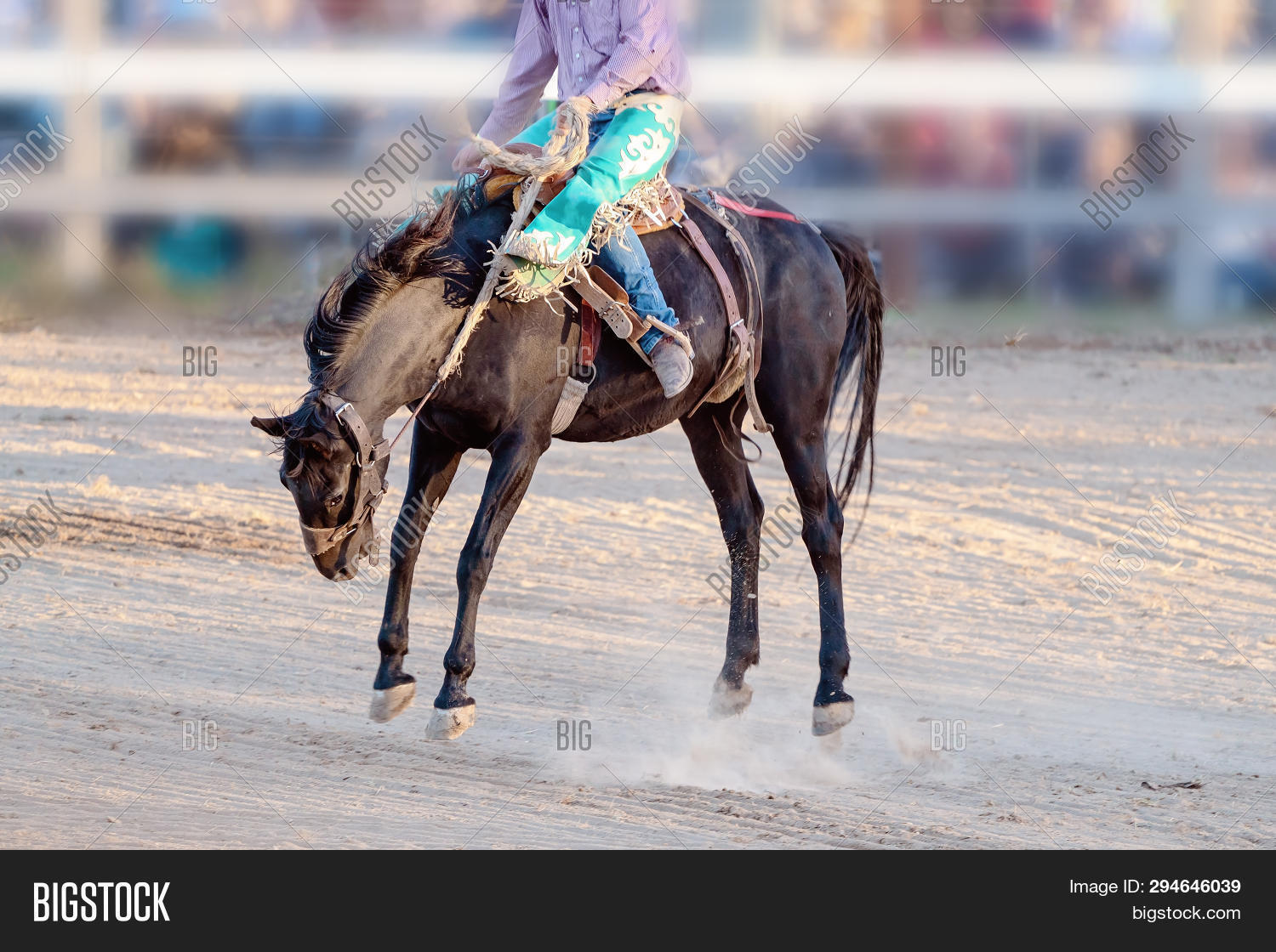 Bucking Bronc Horse Image & Photo (Free Trial) | Bigstock