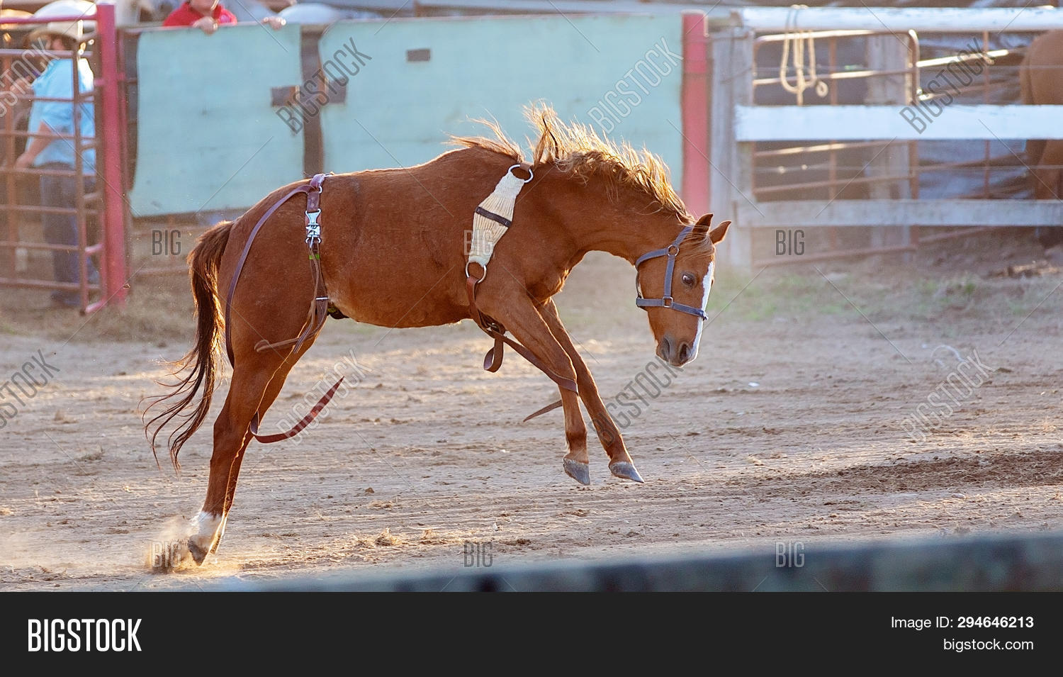 Bucking Bronc Horse Image & Photo (Free Trial) | Bigstock