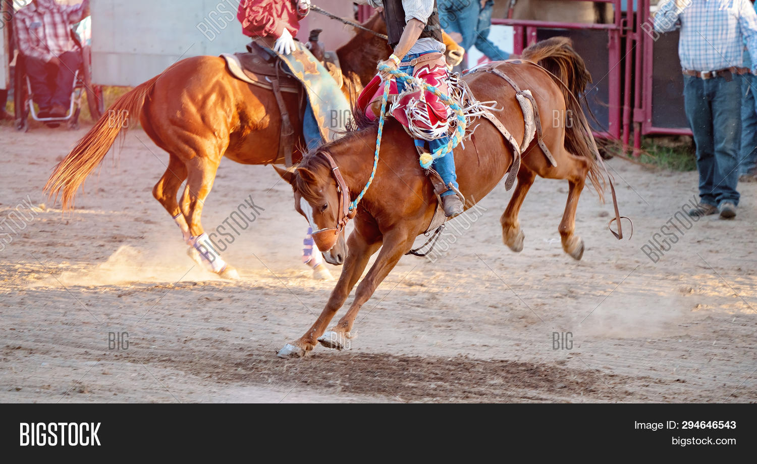 Bucking Bronc Horse Image & Photo (Free Trial) | Bigstock