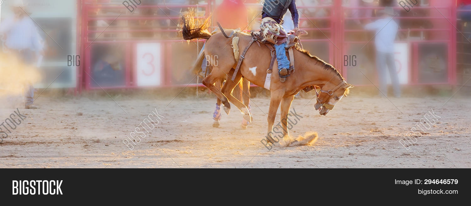 Bucking Bronc Horse Image & Photo (Free Trial) | Bigstock