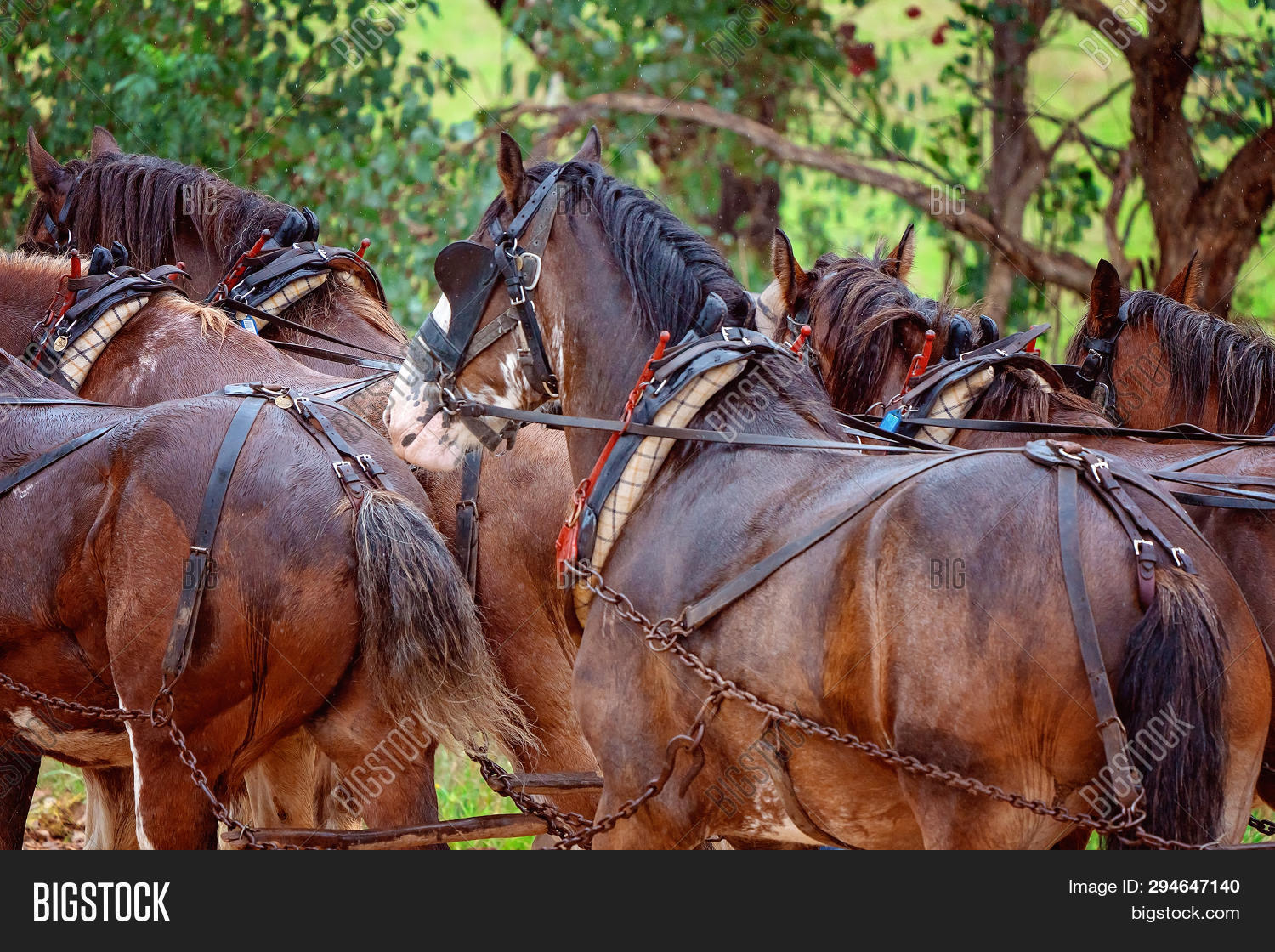 Clydesdale Draft Image & Photo (Free Trial) | Bigstock