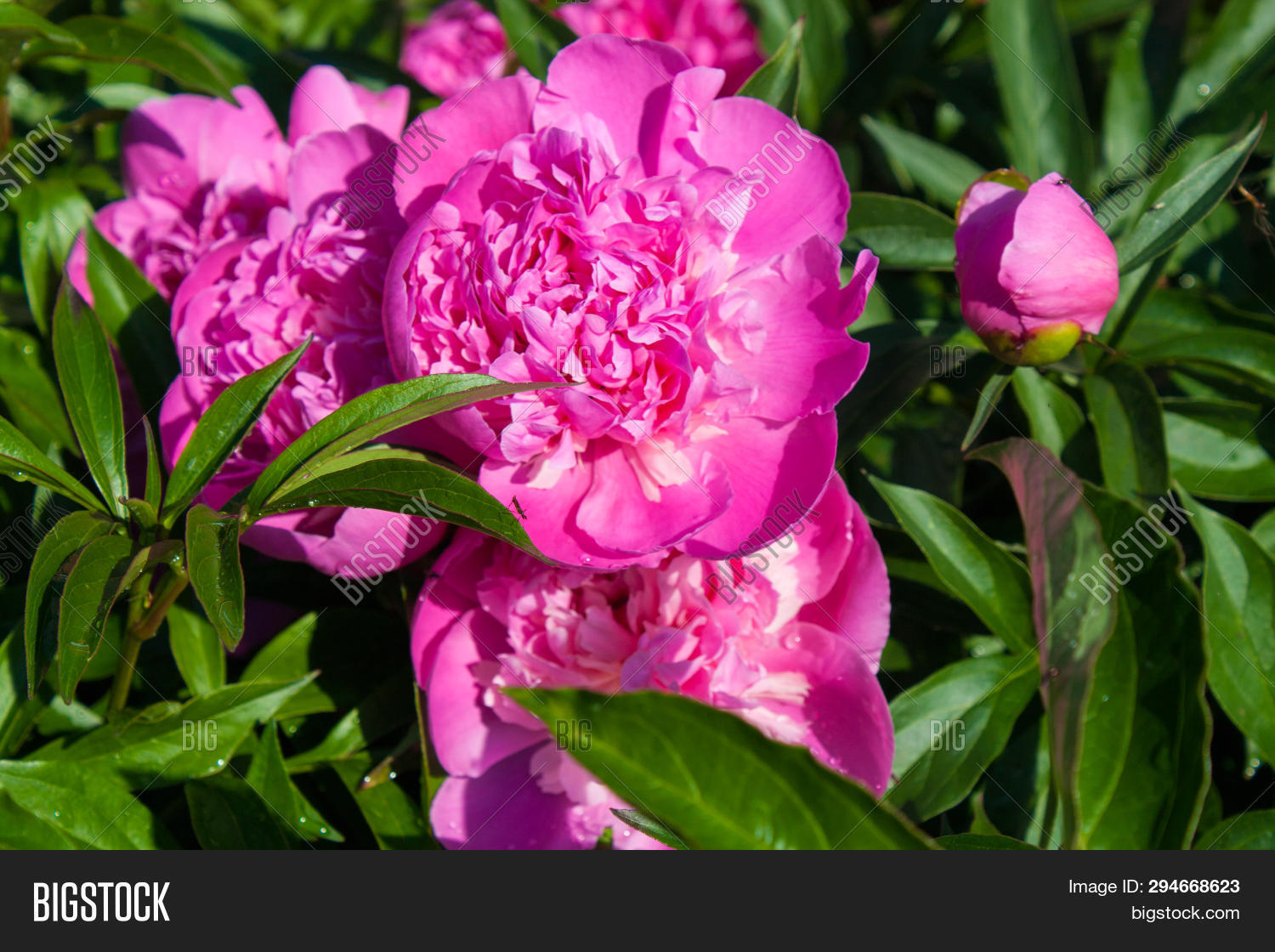 Pion-shaped Roses, Image & Photo (Free Trial) | Bigstock