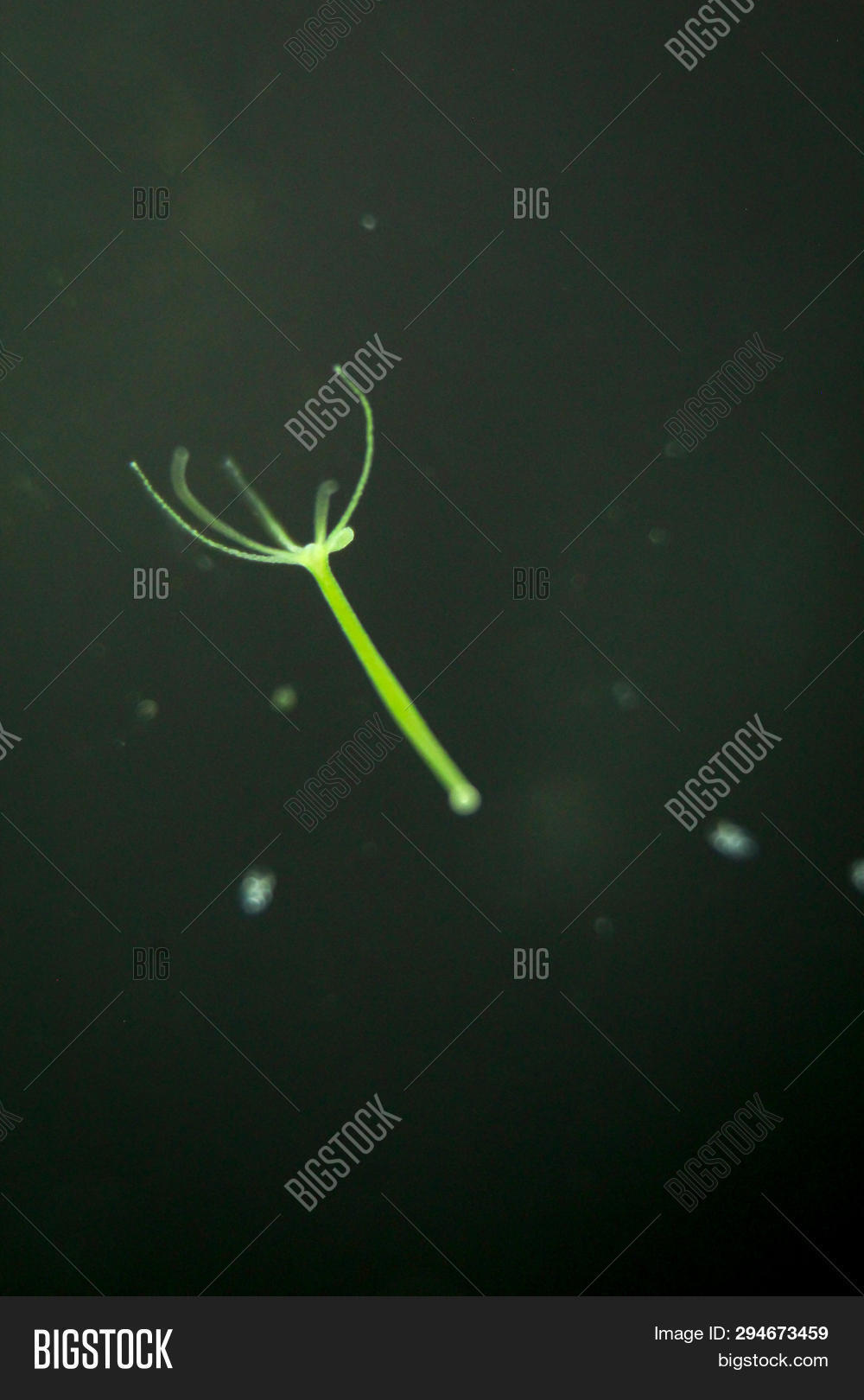 Hydra Genus Small Image & Photo (Free Trial) | Bigstock