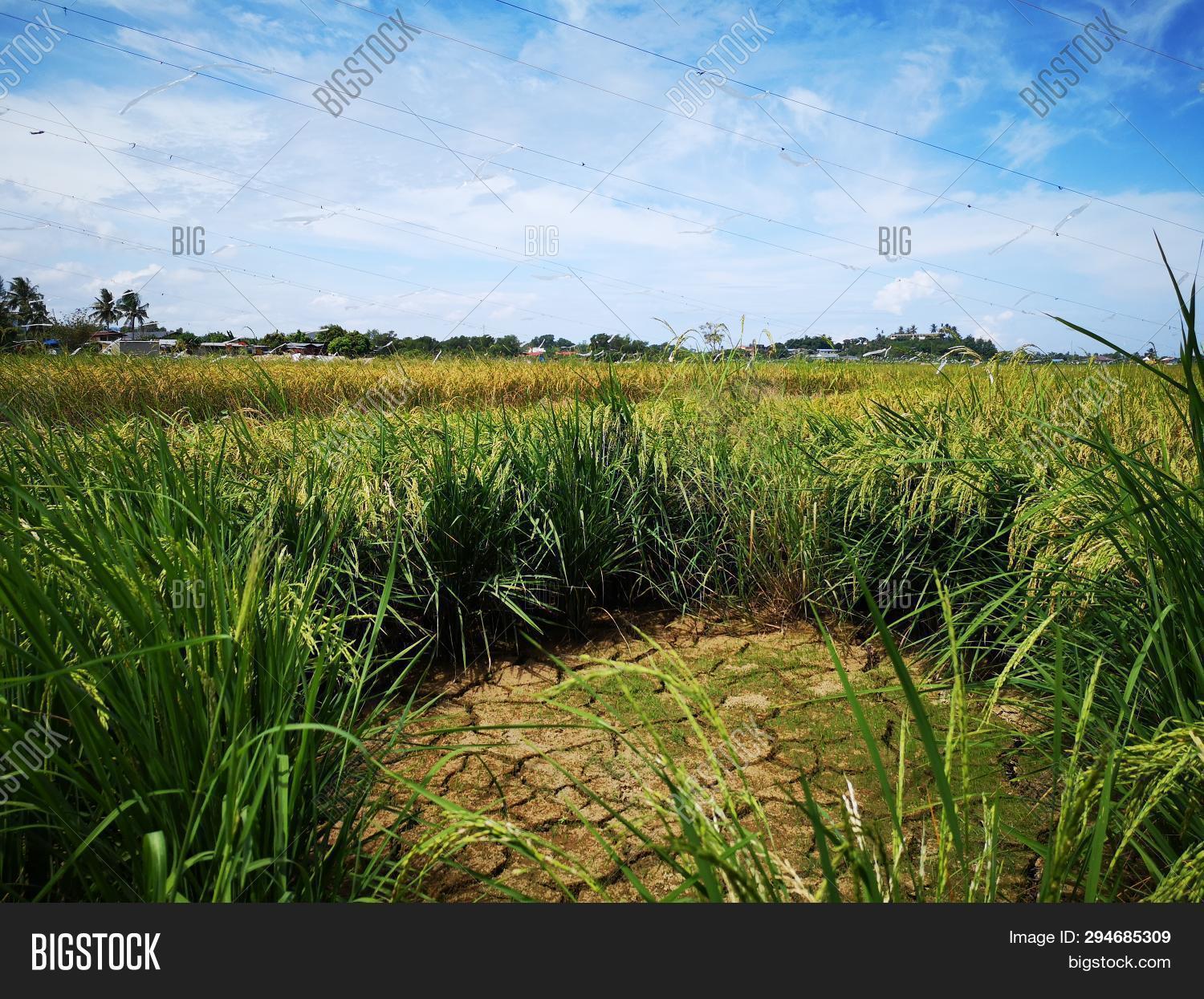 Paddy Fields Typical Image & Photo (Free Trial) | Bigstock
