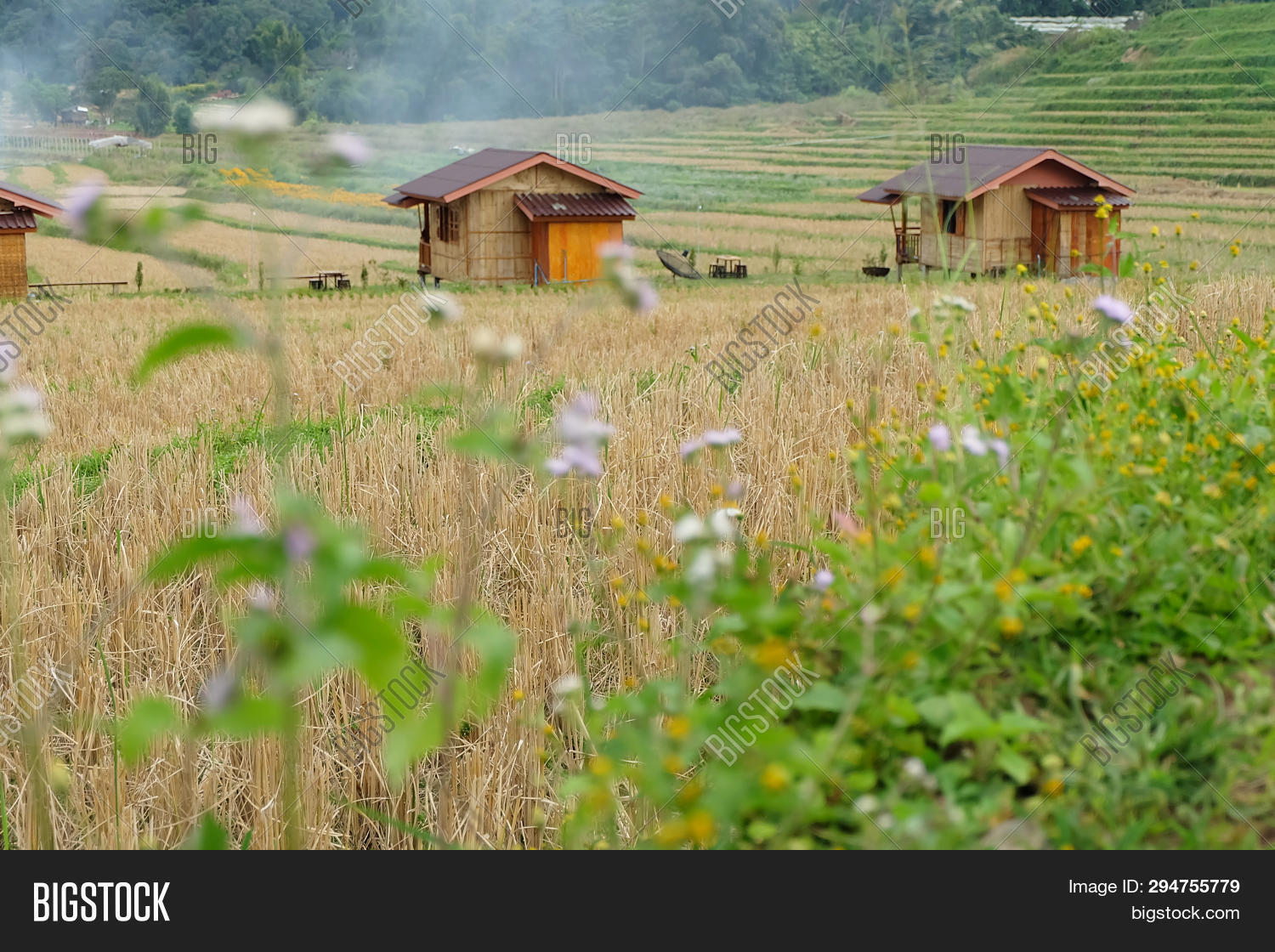 Cottage On Field Rice Image & Photo (Free Trial) | Bigstock
