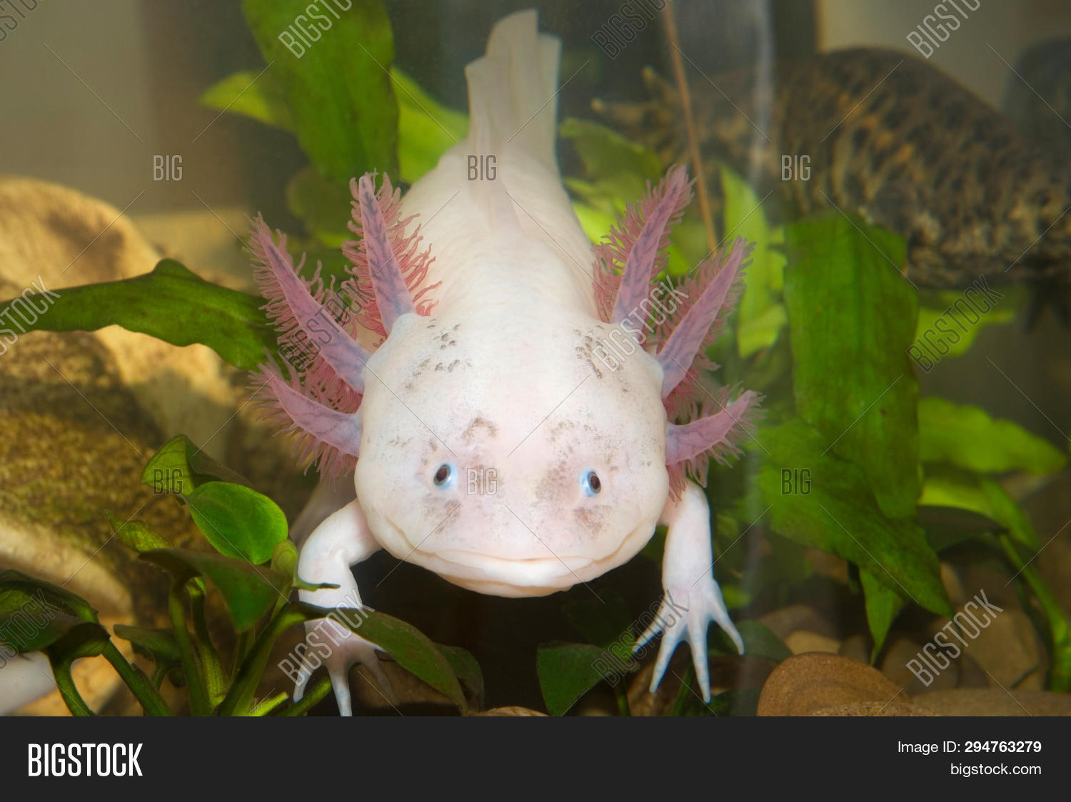 Underwater Axolotl Image & Photo (Free Trial) | Bigstock