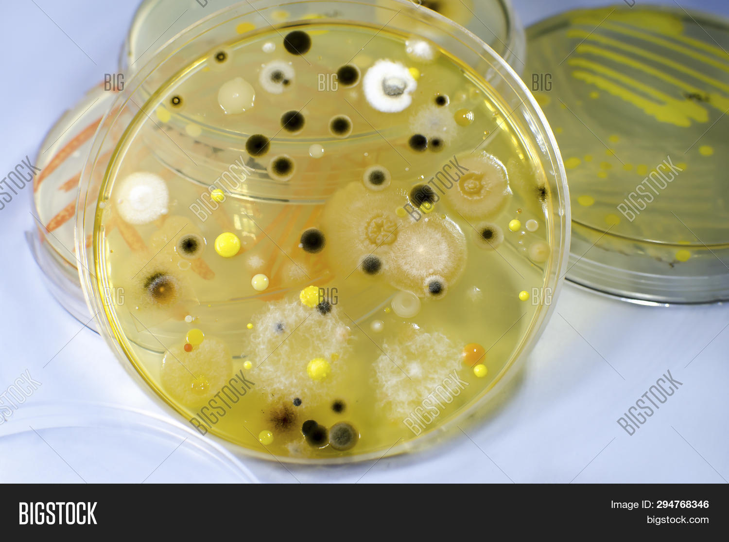 Colonies Different Image & Photo (Free Trial) | Bigstock
