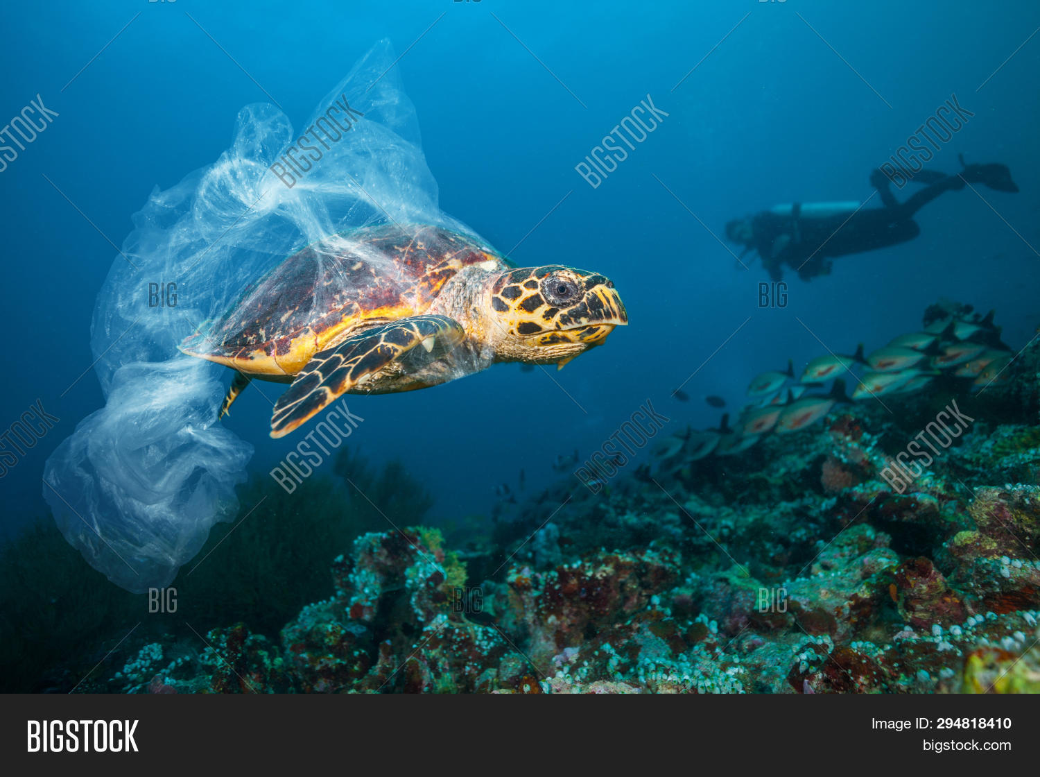 Underwater Concept Image & Photo (Free Trial) | Bigstock