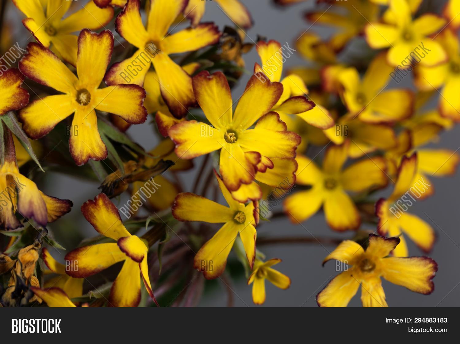 Flower Oakleaf Primula Image & Photo (Free Trial) | Bigstock