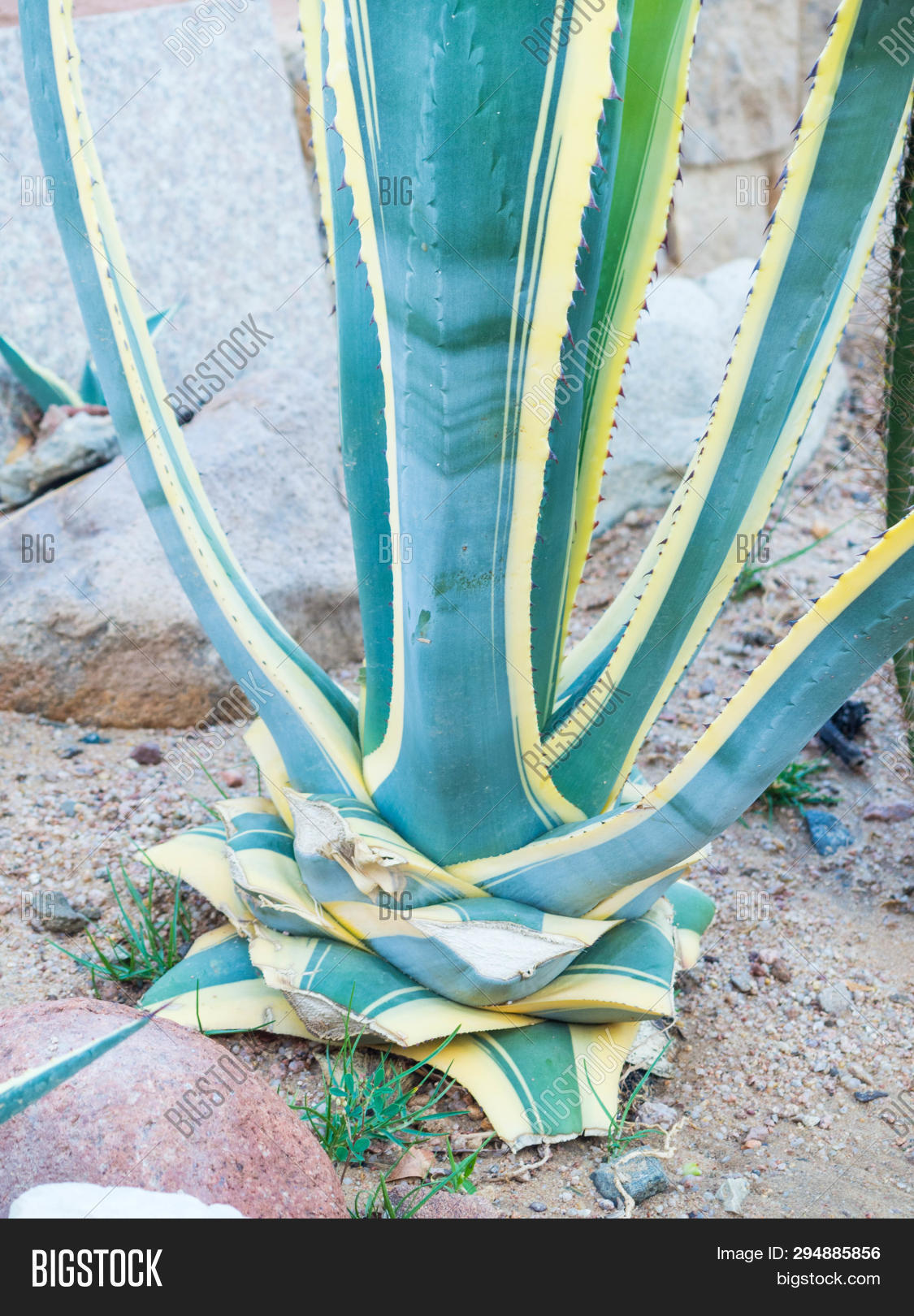 Agave Tequilana, Blue Image & Photo (Free Trial) | Bigstock