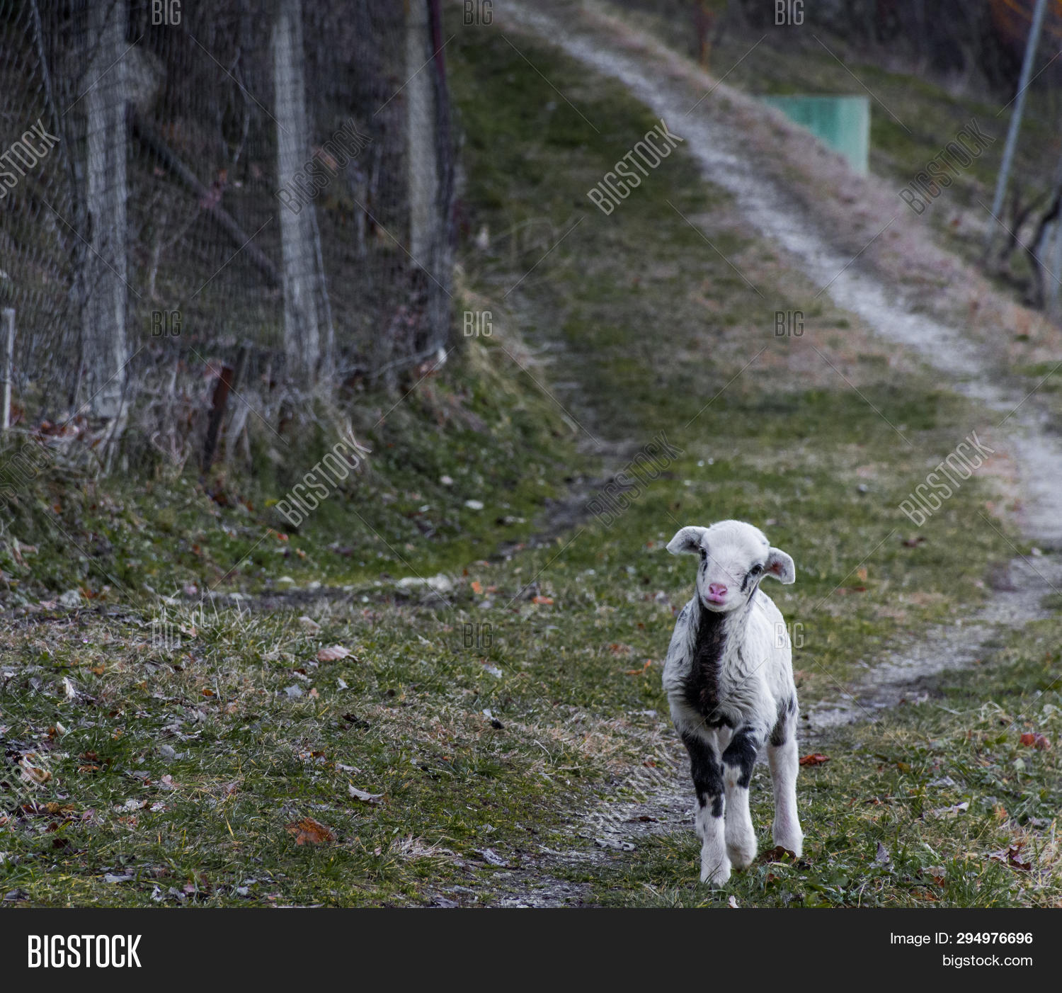 Small Lamb Lost On Image & Photo (Free Trial) | Bigstock