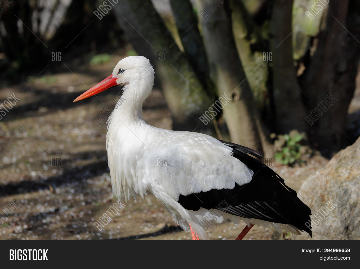 Portrait White Stork Image & Photo (Free Trial) | Bigstock
