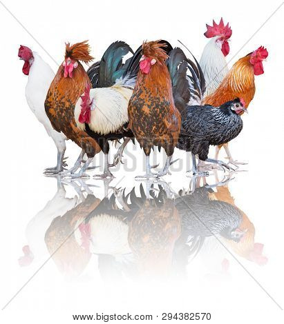 Group Roosters Image & Photo (Free Trial) | Bigstock