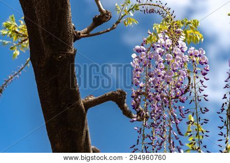 Wisteria Flowers Images, Illustrations & Vectors (Free) - Bigstock