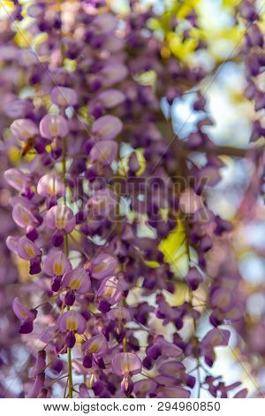 Wisteria Flowers Images, Illustrations & Vectors (Free) - Bigstock