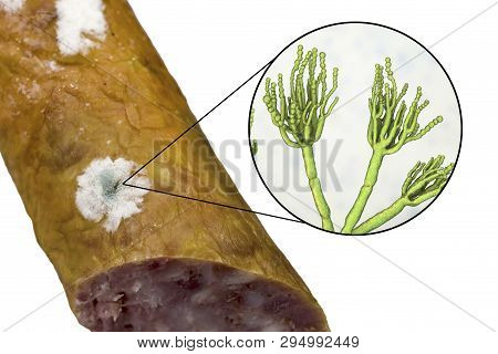 Colony Penicillium Image & Photo (Free Trial) | Bigstock