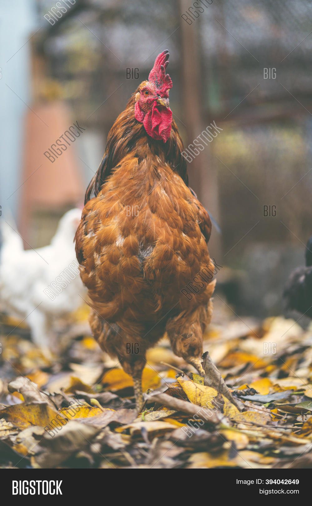 Rooster On Fallen Image & Photo (Free Trial) | Bigstock