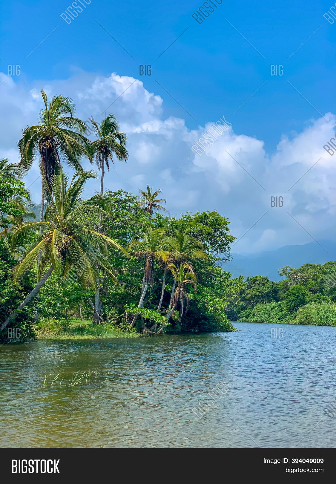 River Palm Trees Image & Photo (Free Trial) | Bigstock