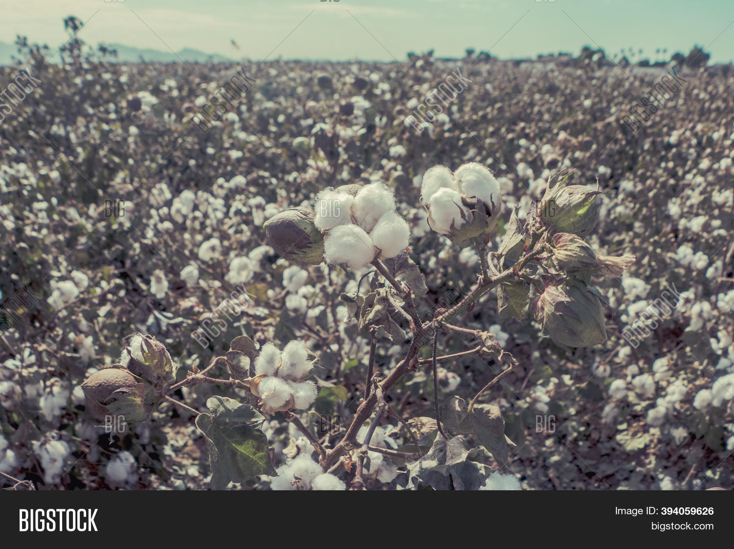 Cotton Crop Landscape Image & Photo (Free Trial) | Bigstock