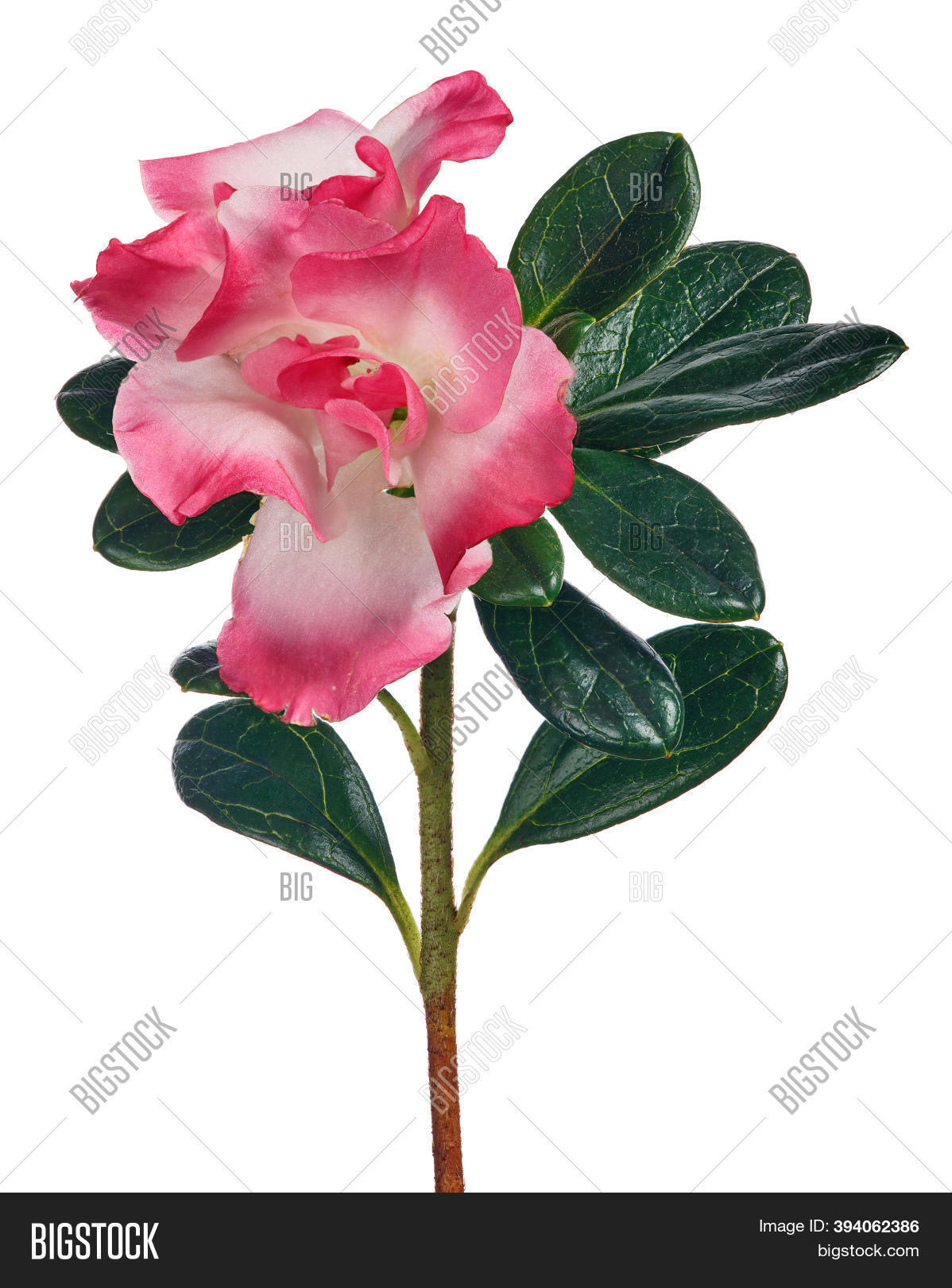 Azalea Branch Large Image & Photo (Free Trial) | Bigstock